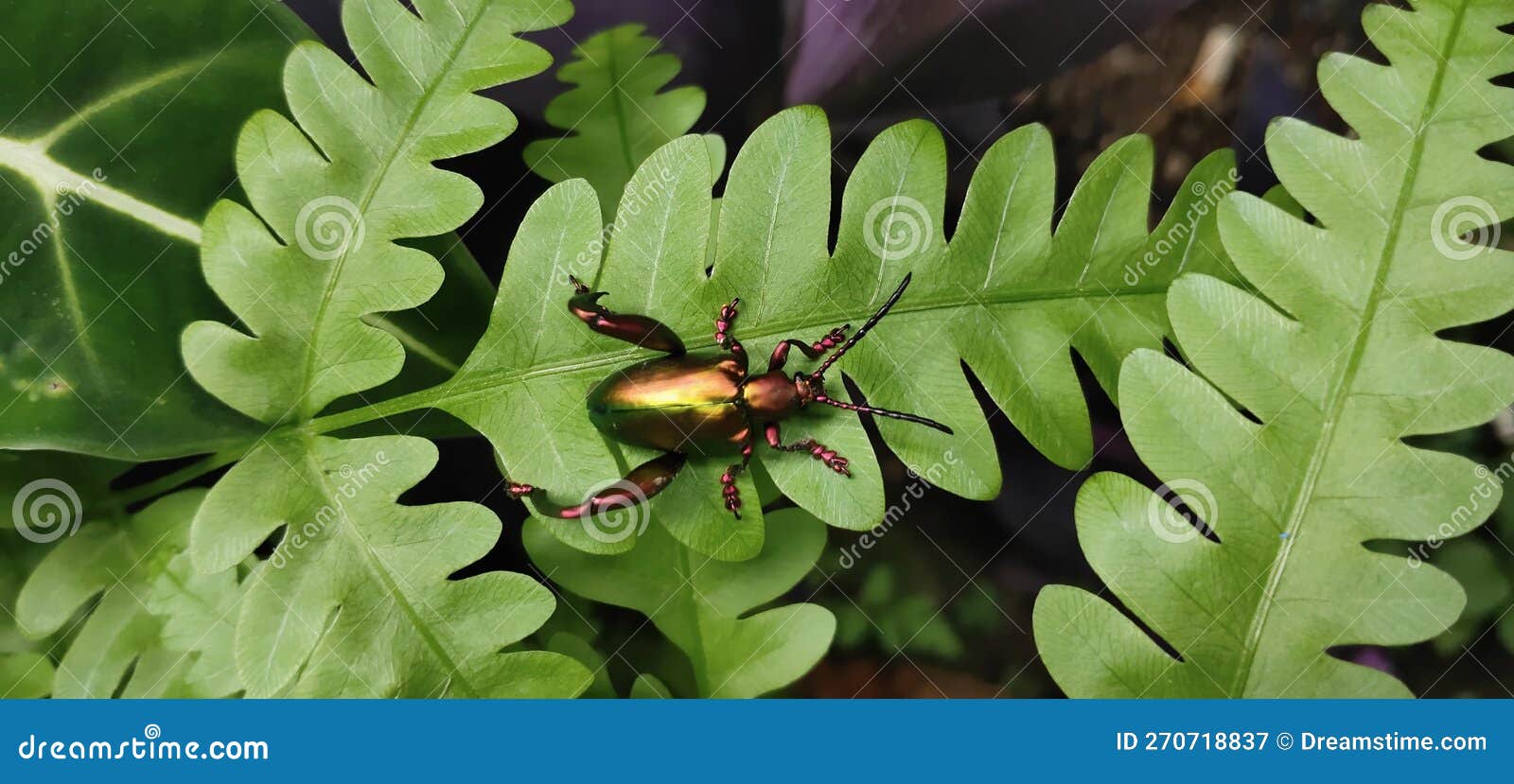 Beetles are on the Leaves of Plants Stock Image - Image of flower, tree ...