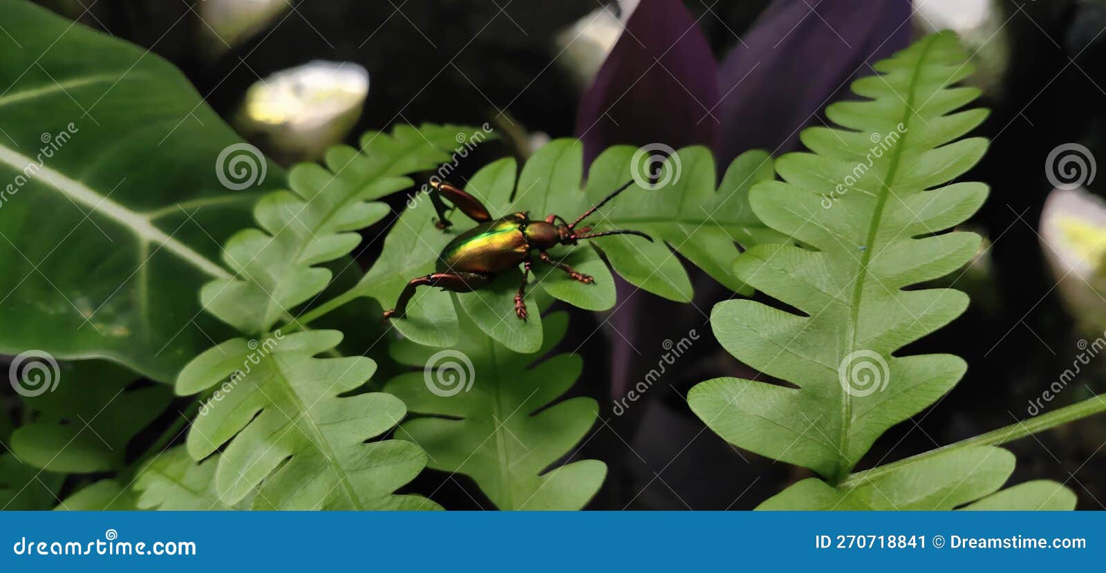 Beetles are on the Leaves of Plants Stock Image - Image of green ...