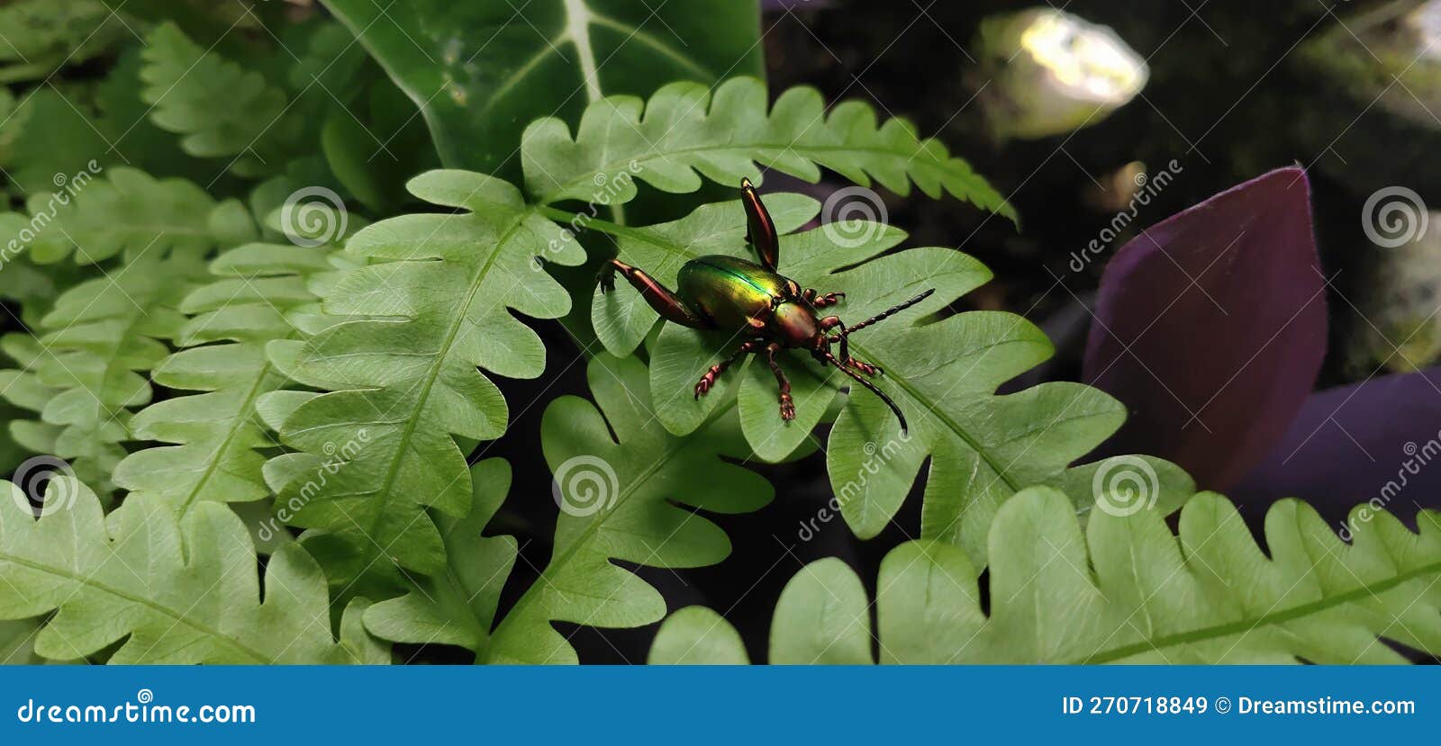 Beetles are on the Leaves of Plants Stock Image - Image of invertebrate ...