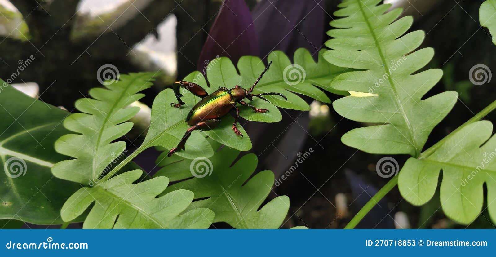 Beetles are on the Leaves of Plants Stock Image - Image of blossom ...