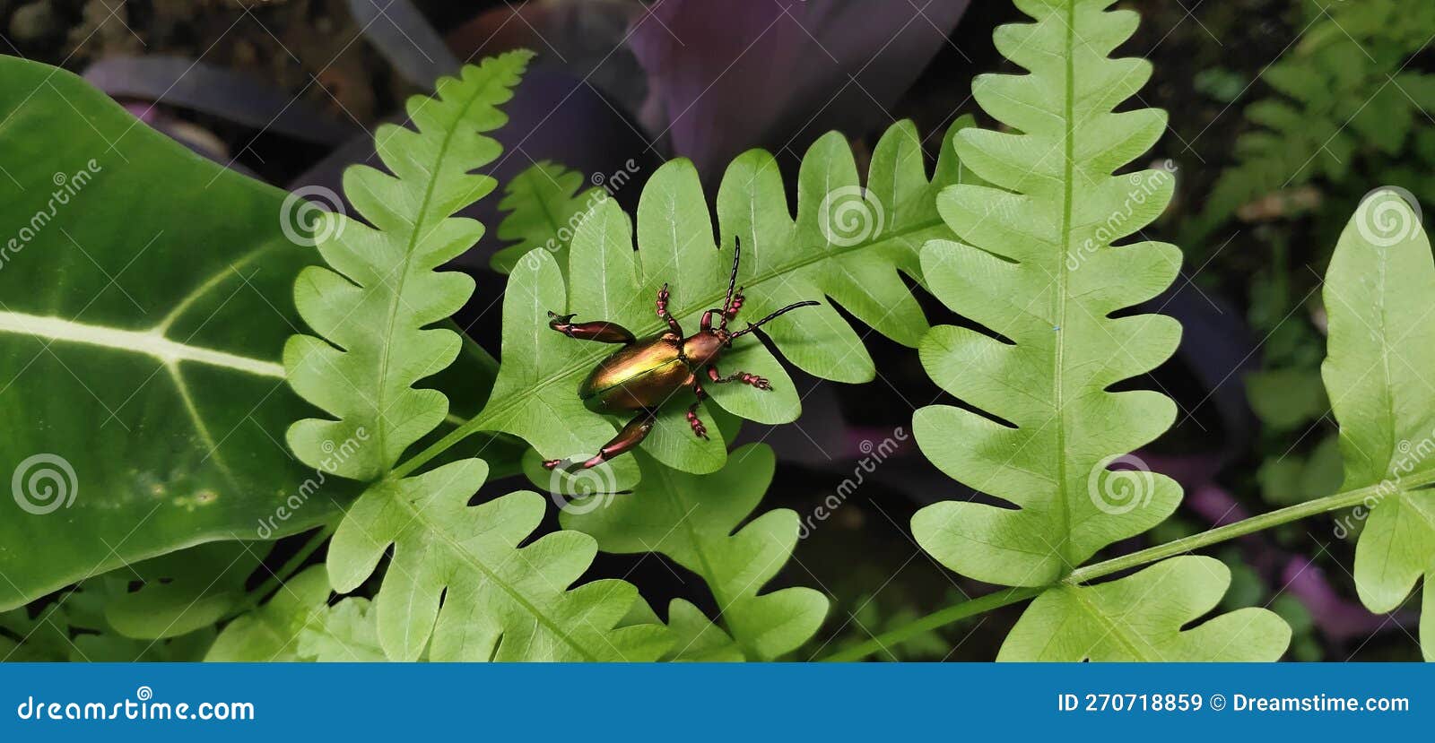 Beetles are on the Leaves of Plants Stock Image - Image of nature ...