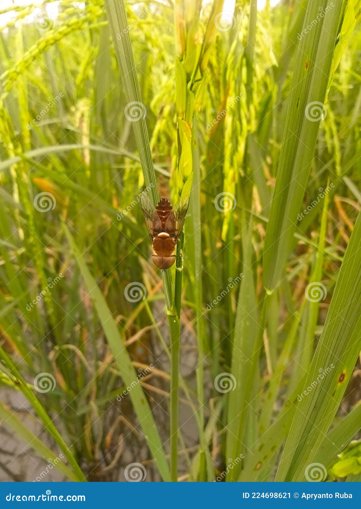 Beetles Looking for Food in the Rice Fieldsï¿¼ Stock Image - Image of ...