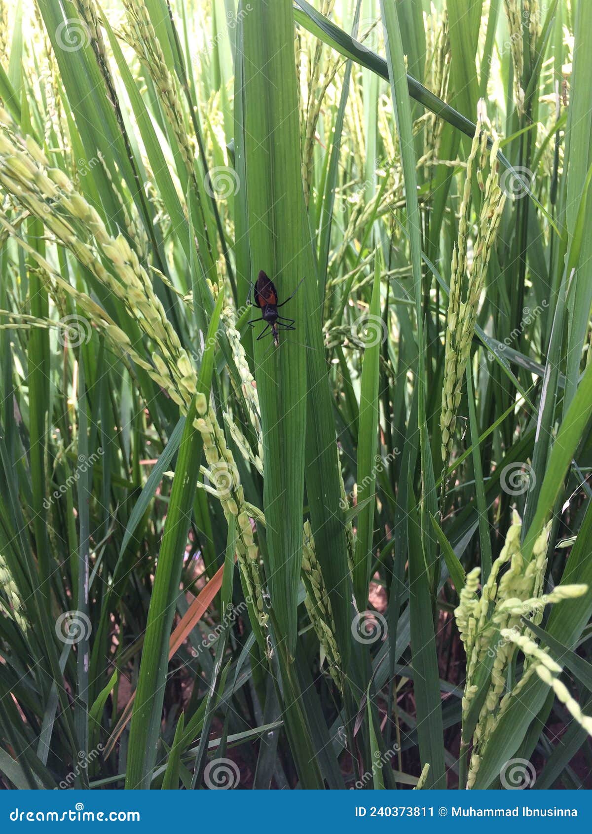 Beetles and rice stock image. Image of beetle, sitting - 240373811