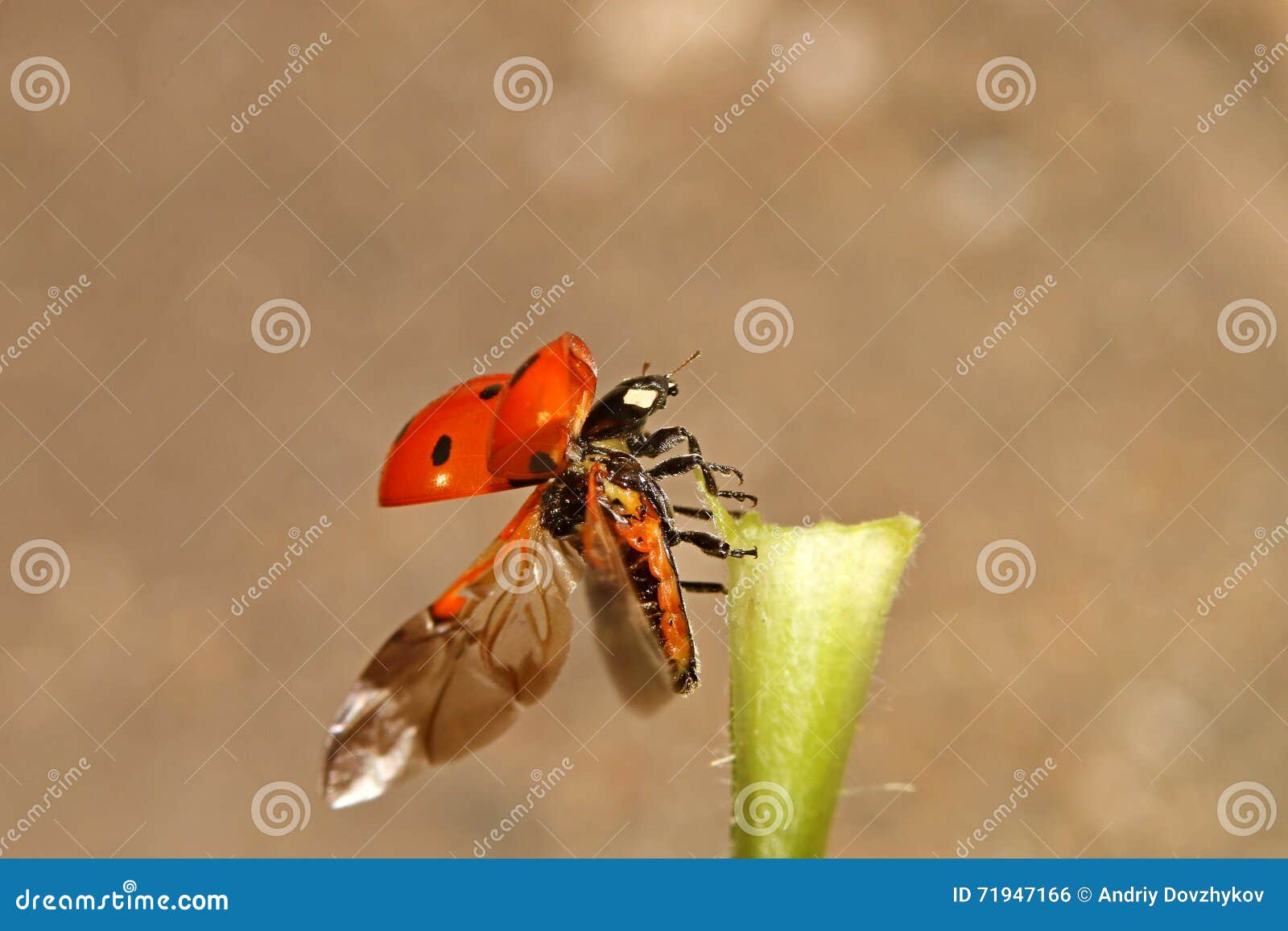 Beetles, spiders, insects stock photo. Image of beetles - 71947166