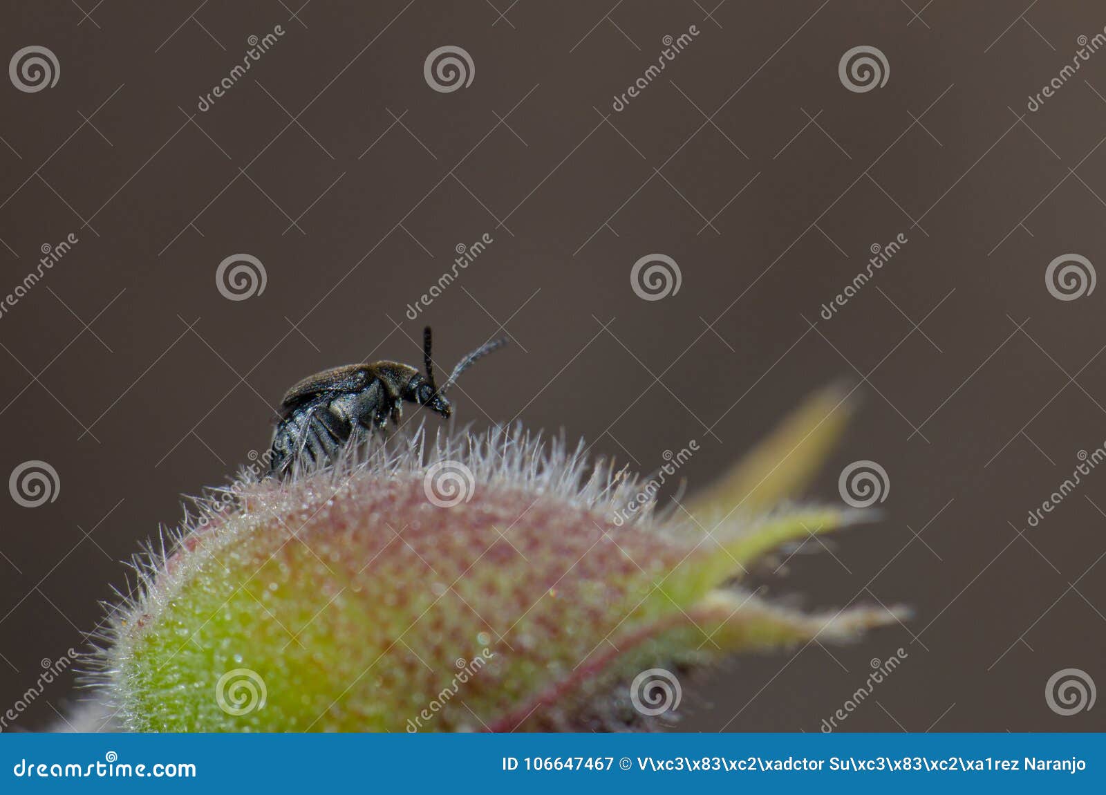 Εικόνες Αποθεμάτων Beetling - Λήψη 59,939 Royalty Free Φωτογραφίες