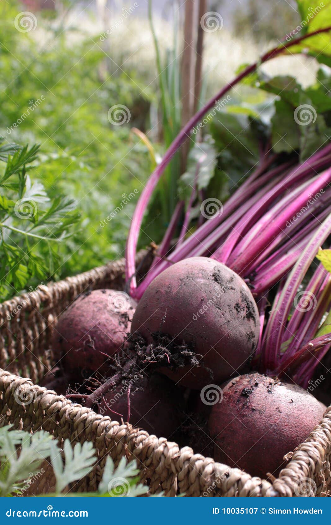 Beetroot stock image. Image of organic, eating, crop - 10035107