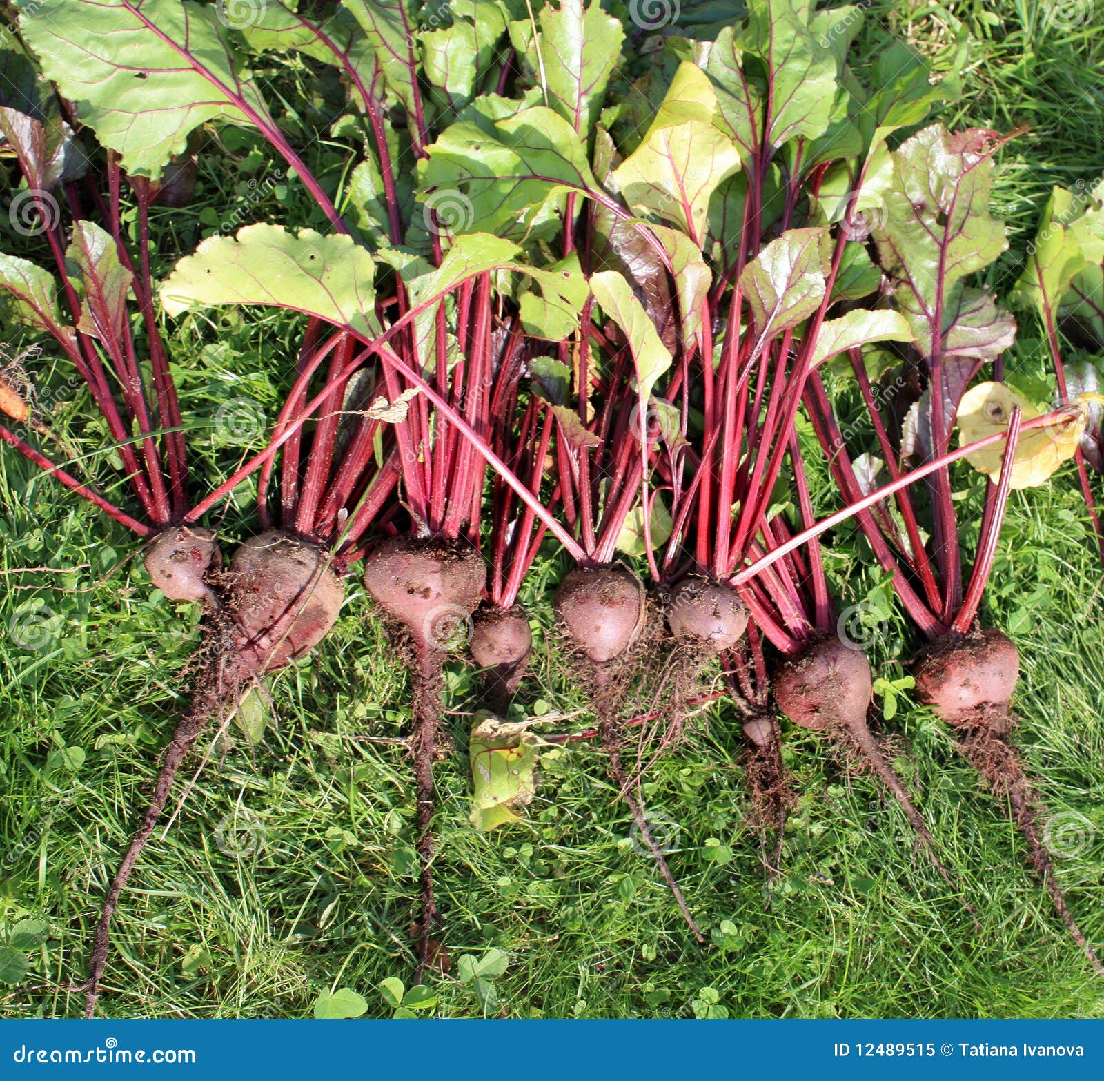 Beetroot stock image. Image of kitchen, natural, health - 12489515