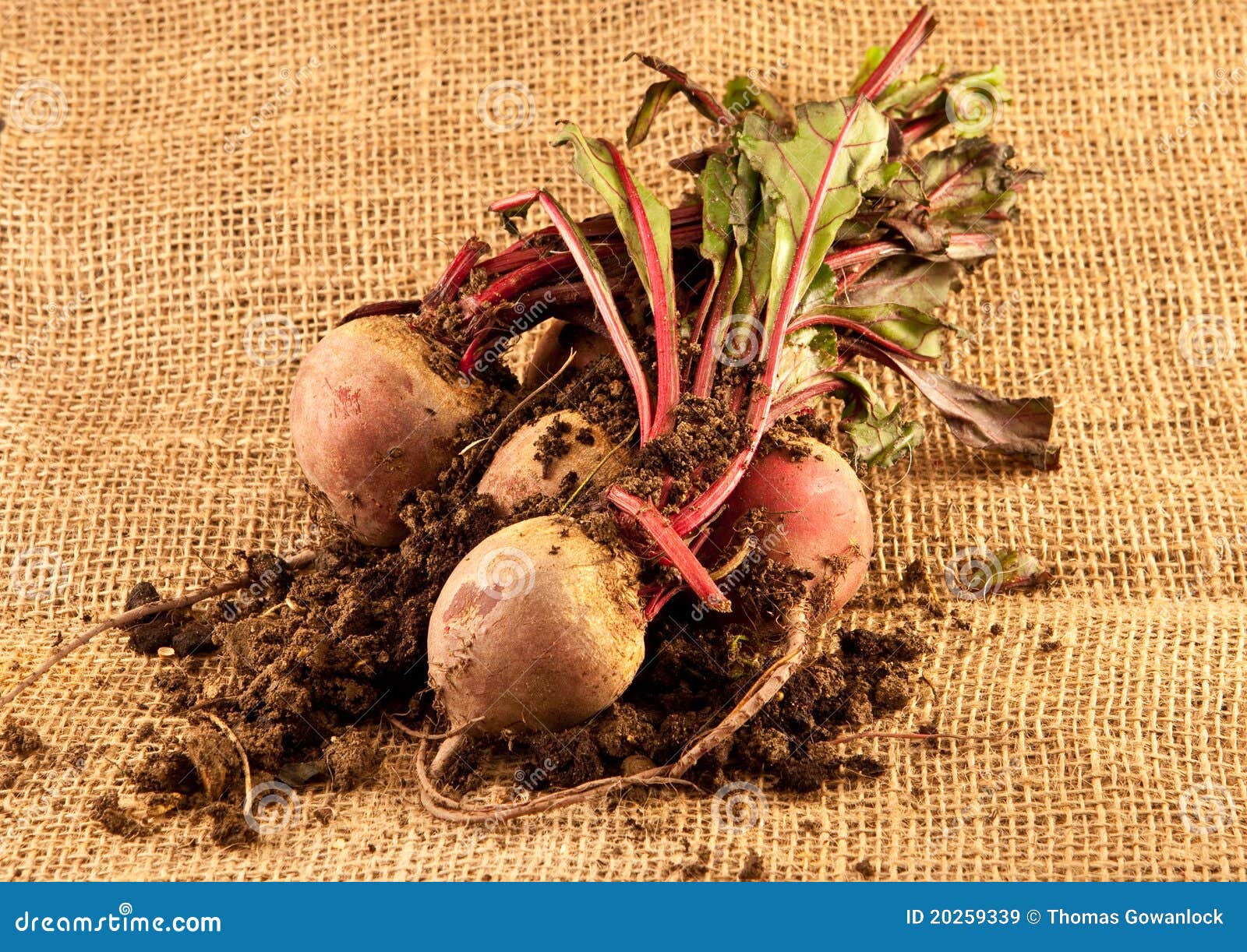 Beetroot stock image. Image of rustic, earth, crop, garden - 20259339