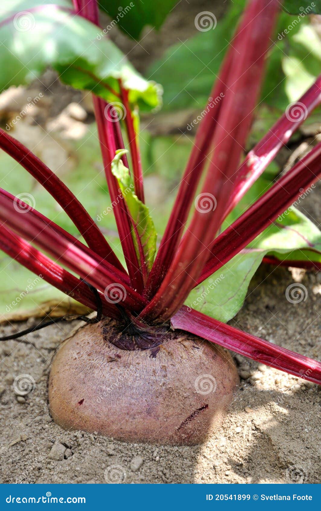 Beetroot stock image. Image of cookery, natural, leaf - 20541899