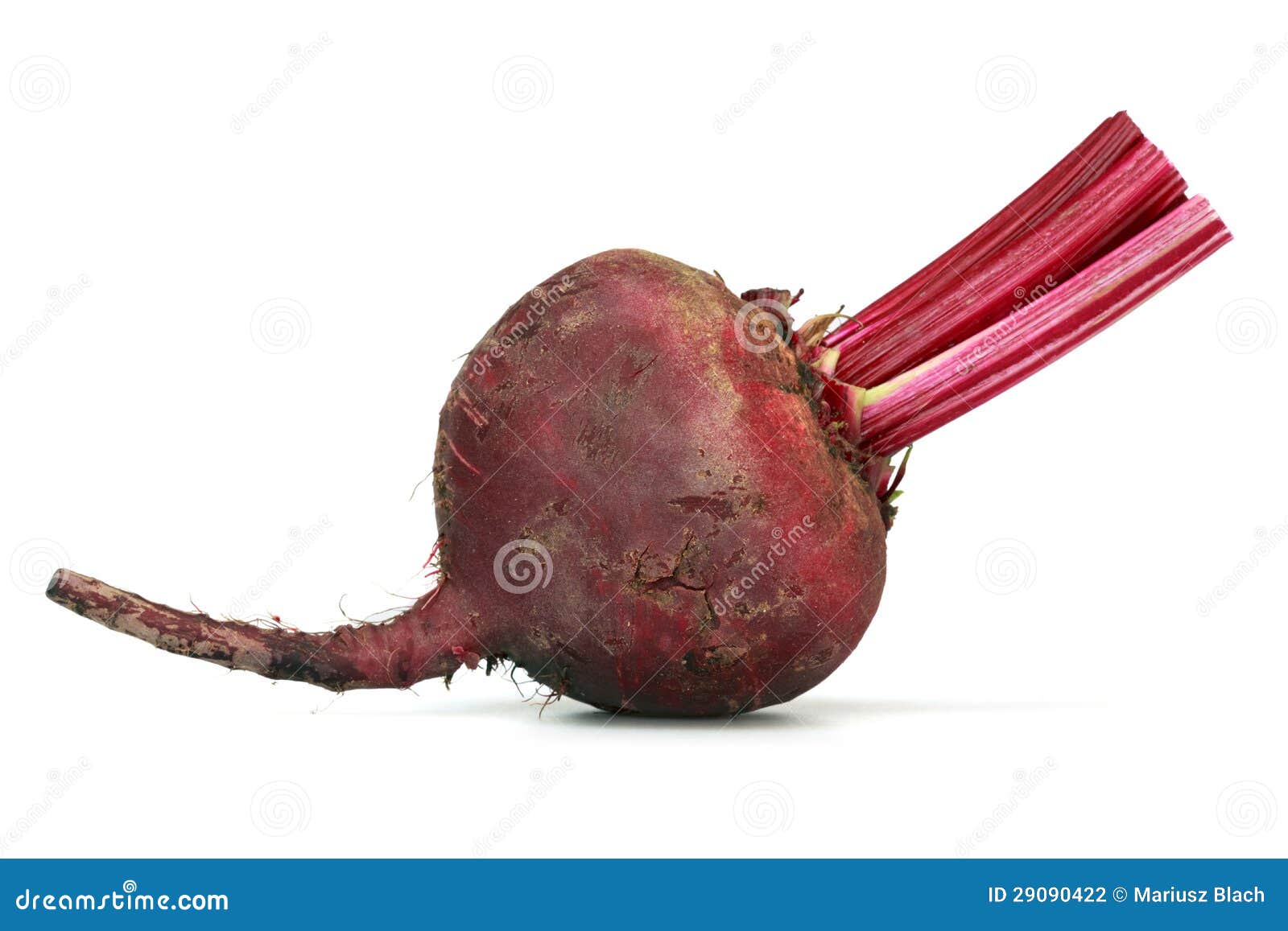 Beetroot stock photo. Image of beet, food, vegetable - 29090422