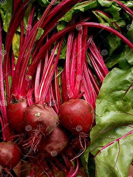 Beetroot stock photo. Image of cooking, diet, beetroot - 834800