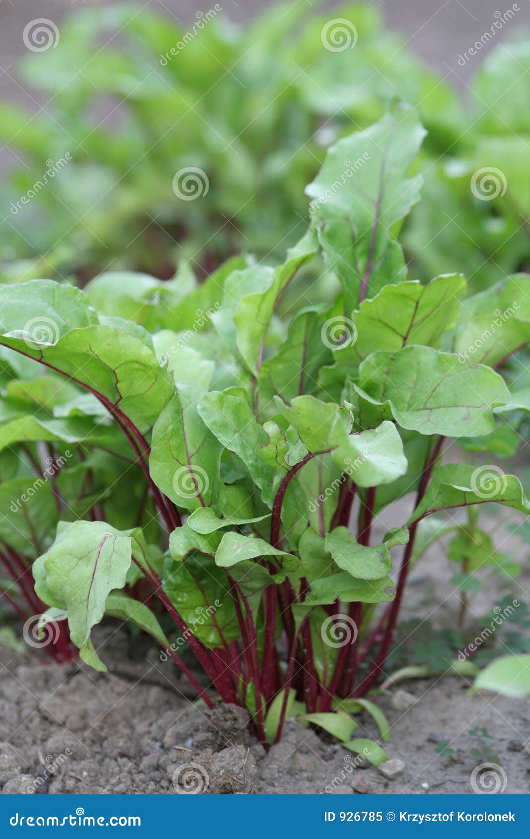 Beetroot stock image. Image of food, health, flowering - 926785