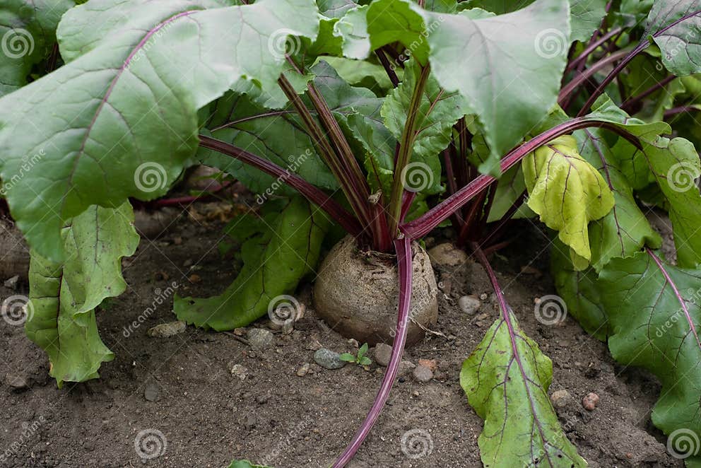 Beetroot on a Bed with Lush Foliage Stock Image - Image of crop ...