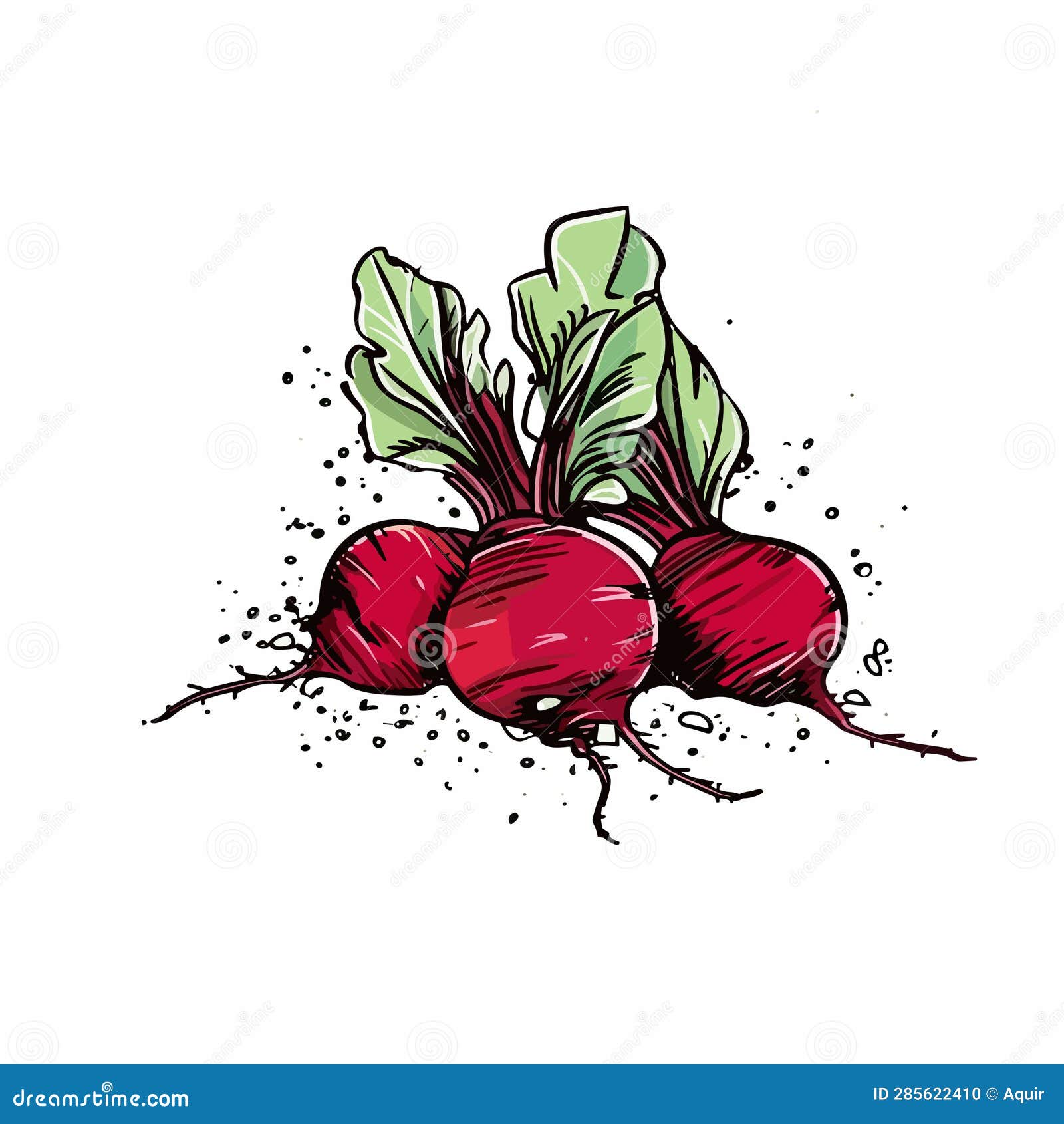Beetroot Hand-drawn Illustration. Beetroot. Vector Doodle Style Cartoon ...
