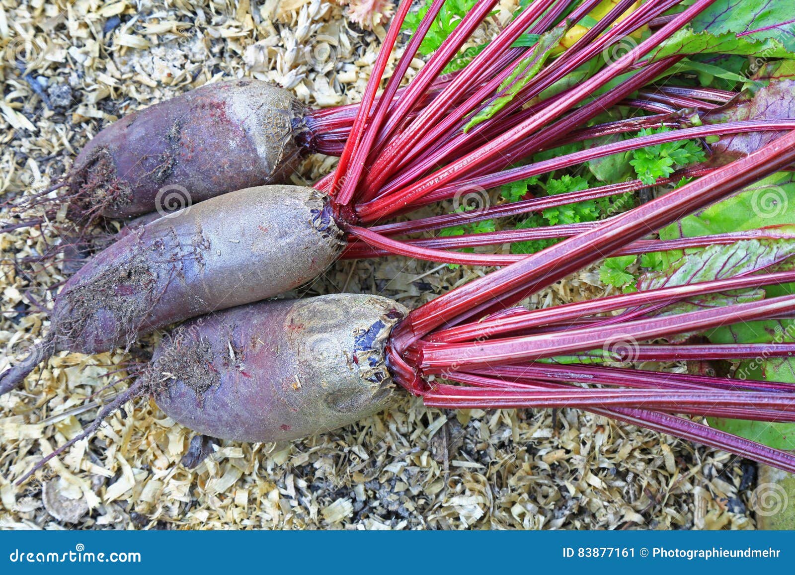 Beetroot stock image. Image of mulch, patch, crop, garden - 83877161