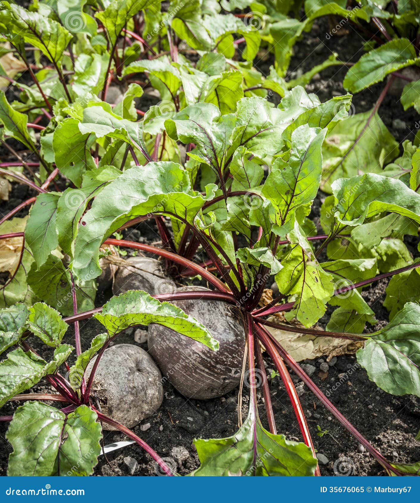 Beetroot stock image. Image of growing, organic, land - 35676065
