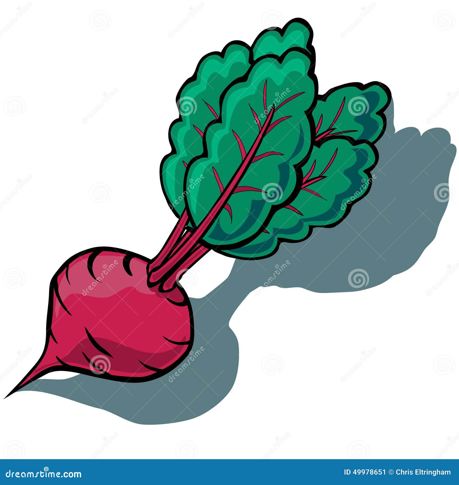 Beetroot stock vector. Illustration of fruit, nature - 49978651
