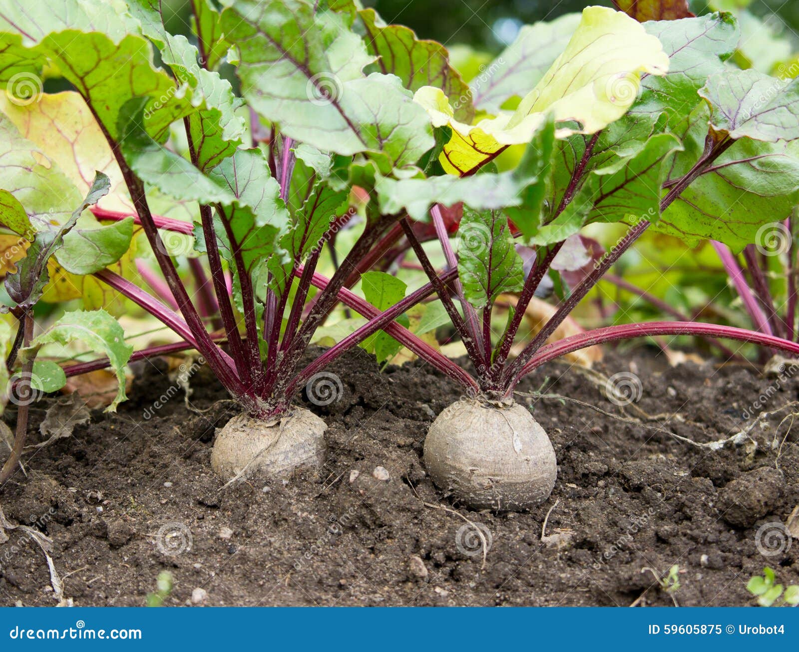 Beetroot in Farm stock image. Image of cultivate, diet - 59605875