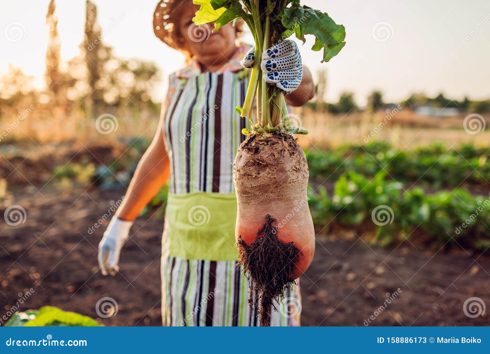 Beetroot. Farmer Pulled Beetroot Out of Soil and Holding it. Autumn ...