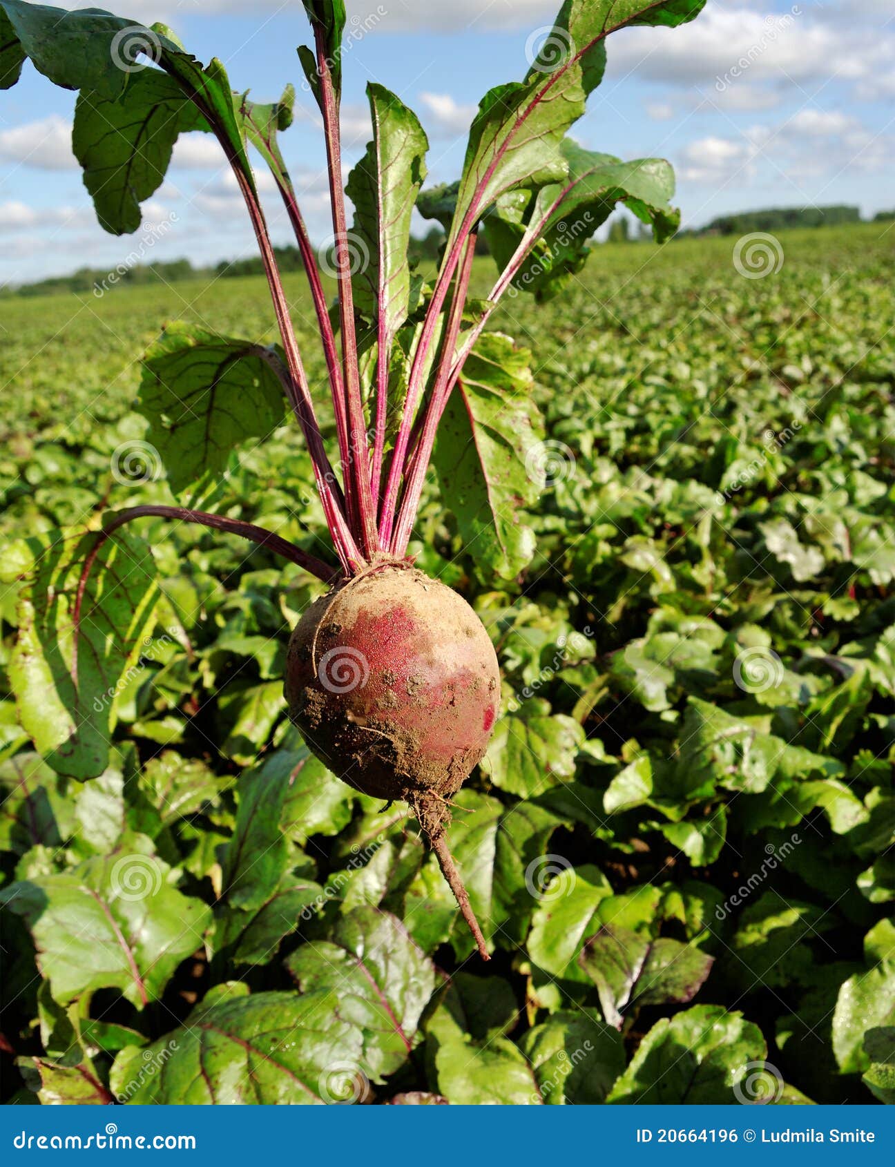 Beetroot field. stock photo. Image of detail, leaf, blue - 20664196