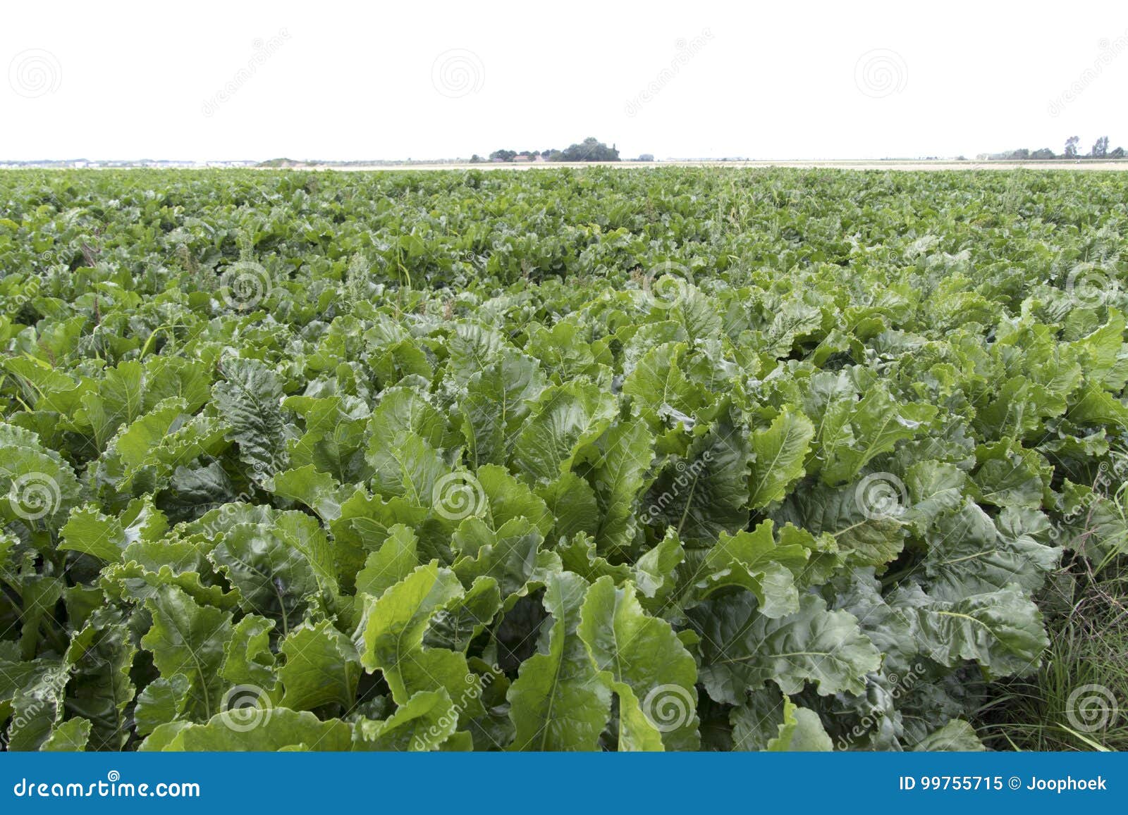 Beetroot in the field stock image. Image of agriculture - 99755715