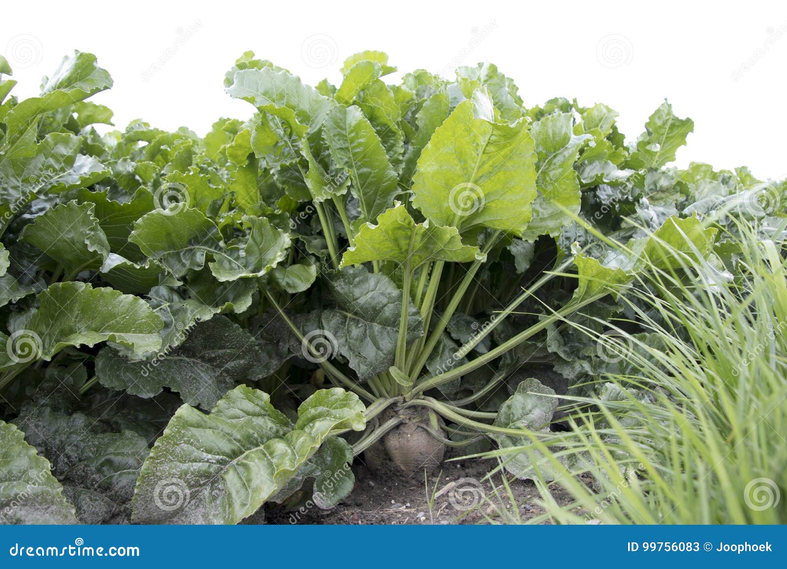 Beetroot in the field stock image. Image of harvest, netherlands - 99756083