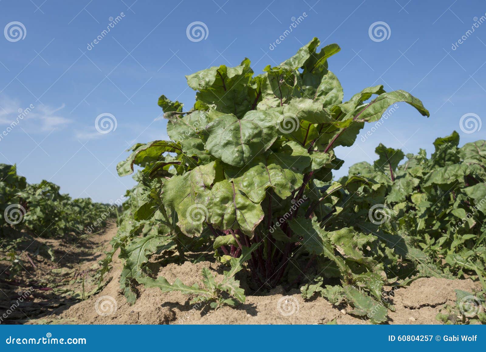 Beetroot on a field stock image. Image of agriculture - 60804257