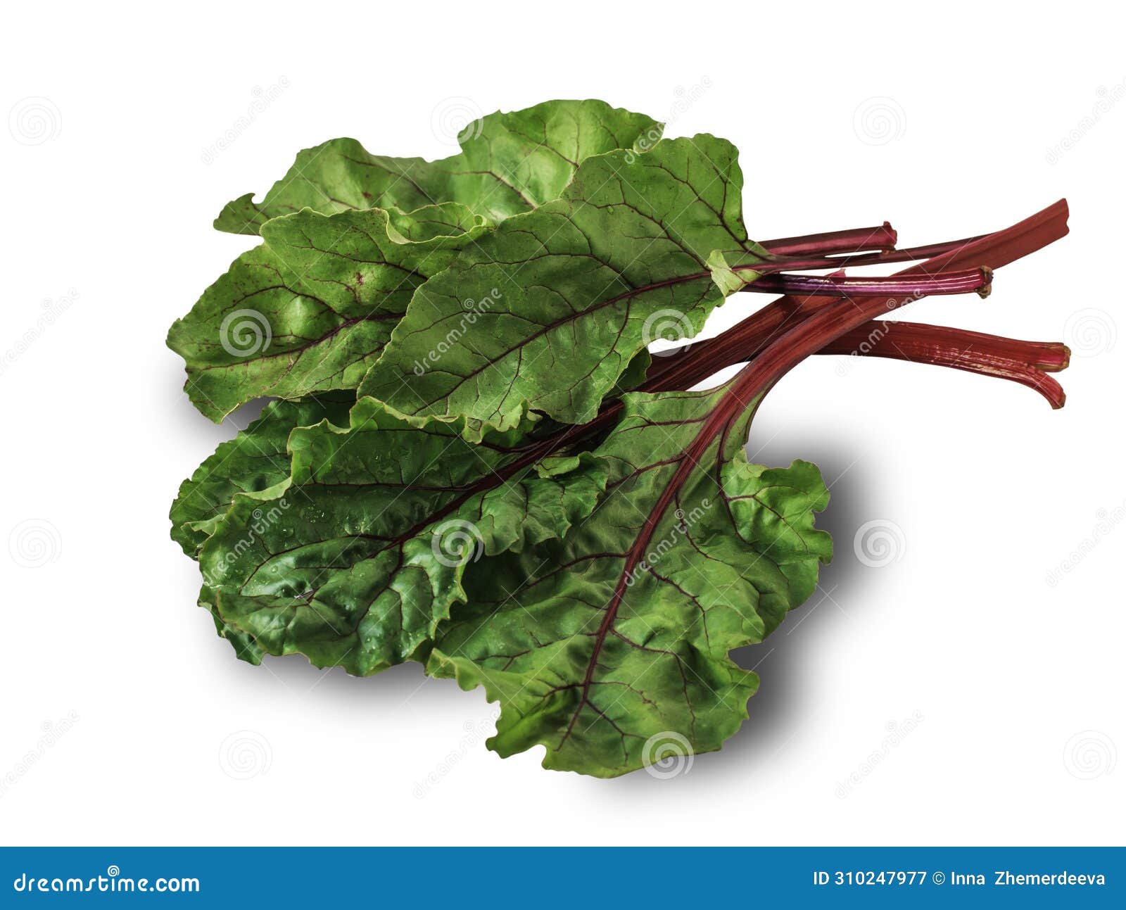 Beetroot Foliage, Beet Leaves Isolated on White Background with ...