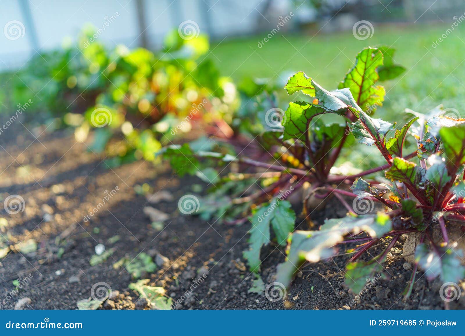 Beetroot with Fresh Leaves in the Vegetable Garden. Stock Image - Image ...