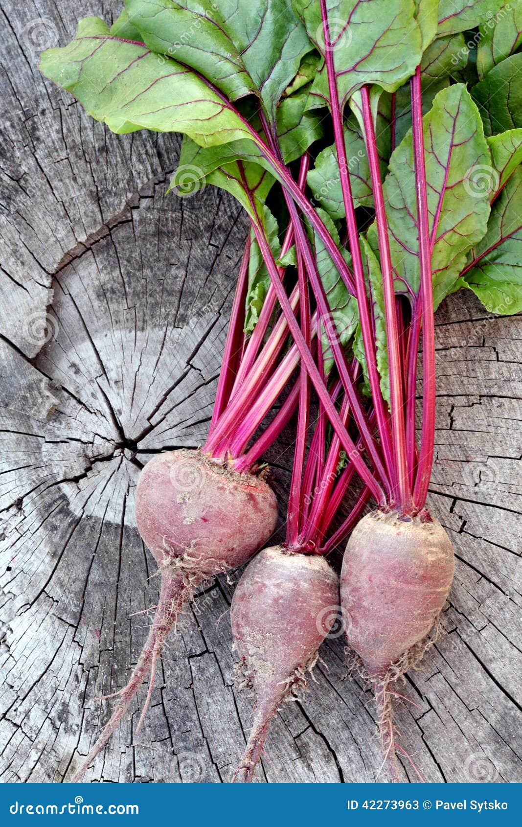 Beetroot. Fresh Organic Beets from Garden. Stock Image - Image of ...