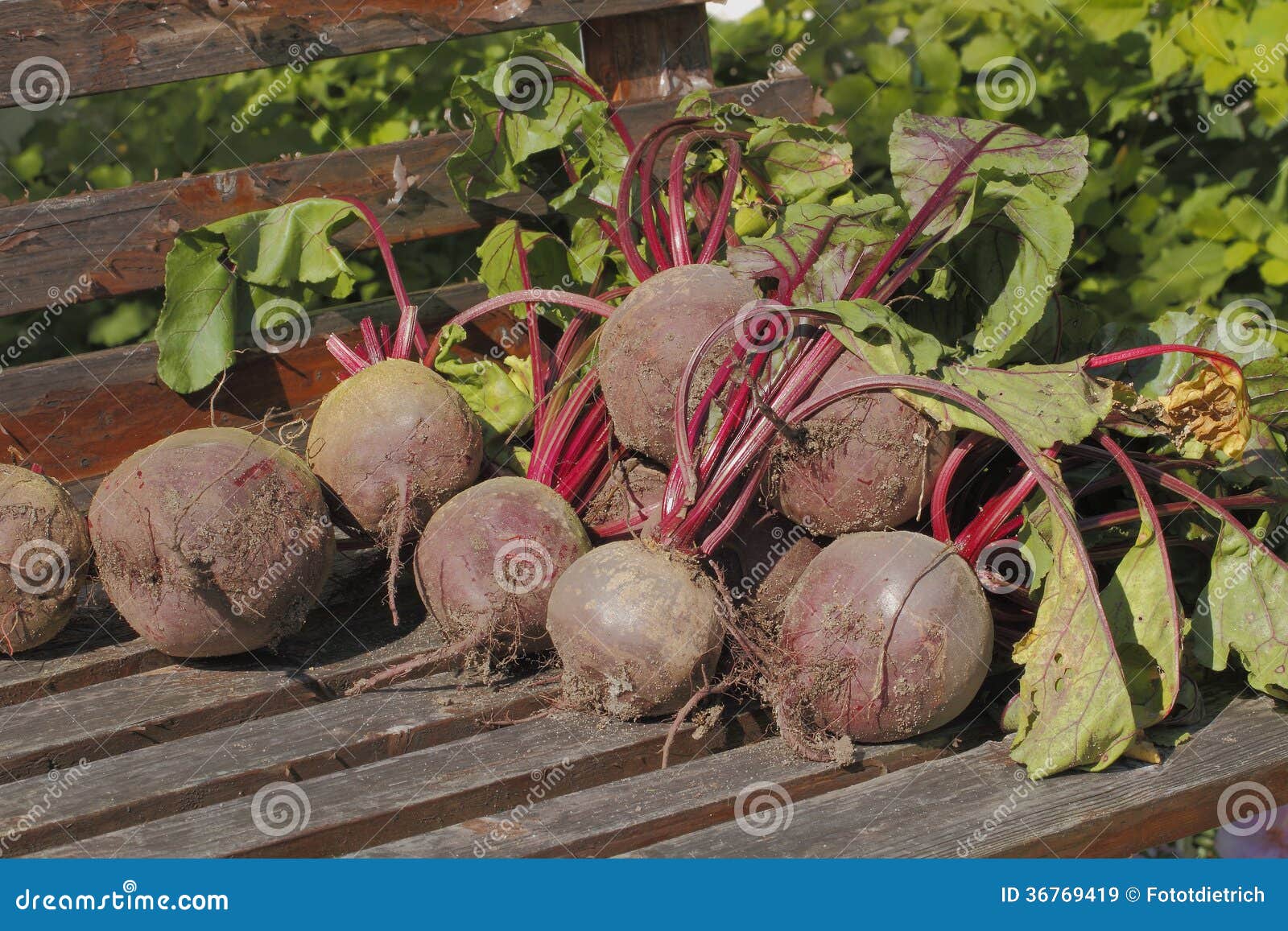Beetroot stock image. Image of food, ingredient, farm - 36769419