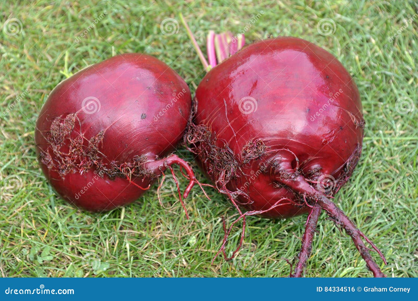 Beetroot stock photo. Image of beet, beta, vegetables - 84334516