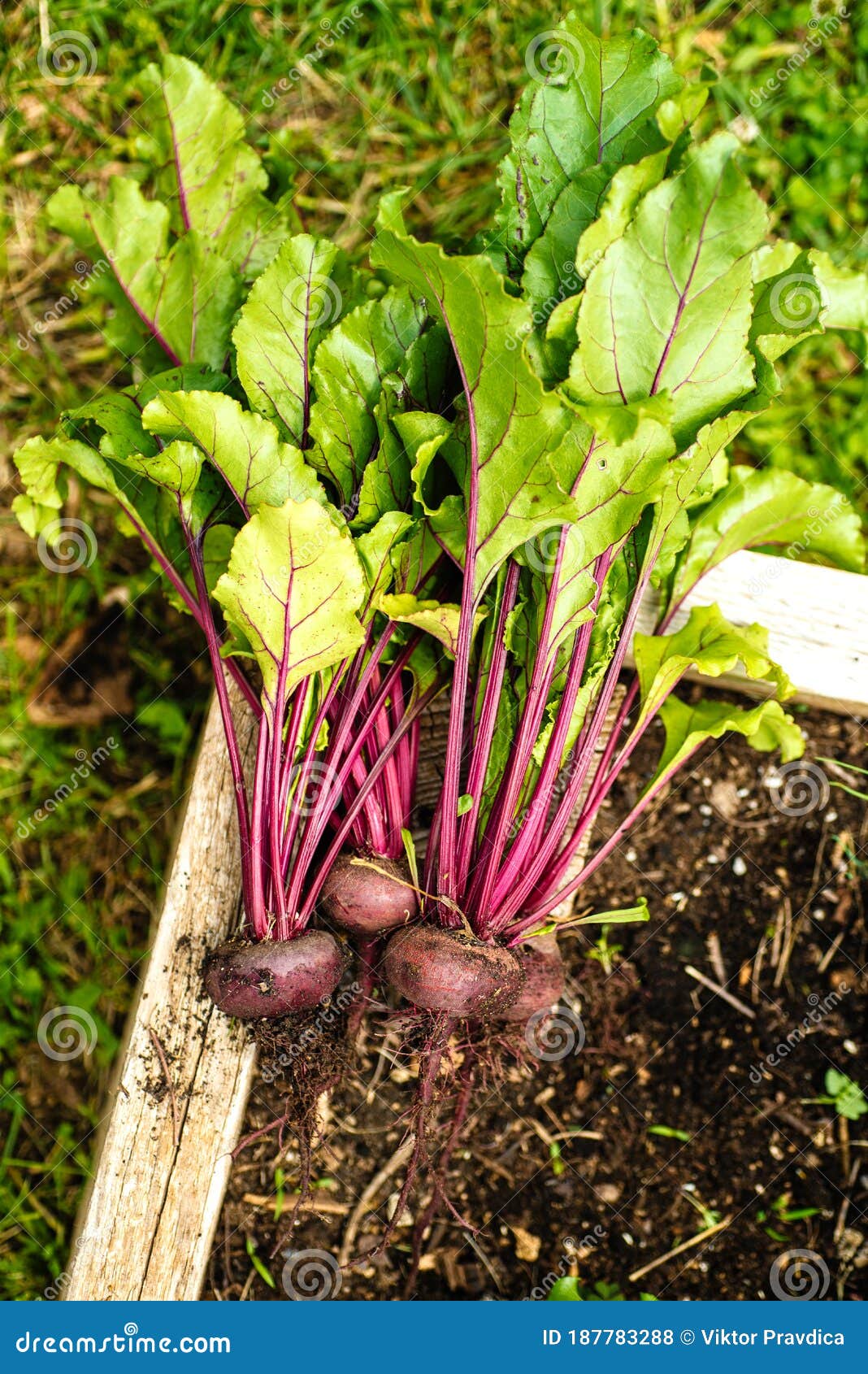 Beetroot stock photo. Image of green, farm, nature, ingredient - 187783288