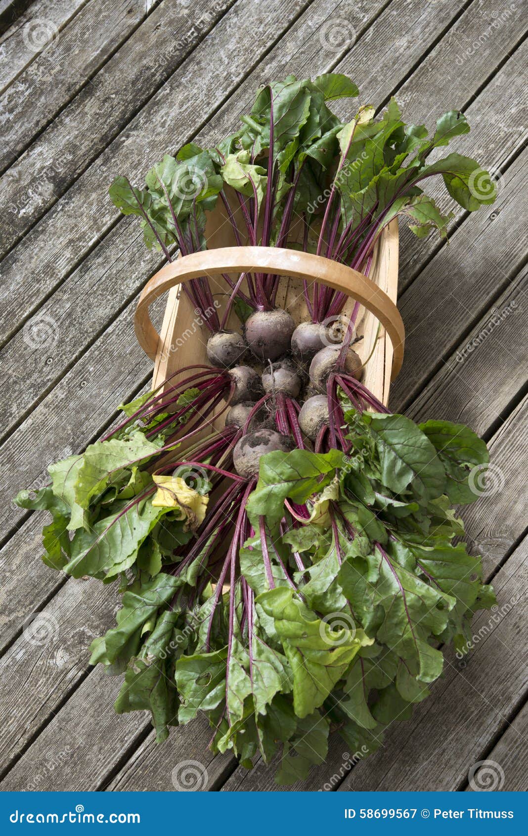 Beetroot Freshly Picked in a Garden Trug Stock Image - Image of ...