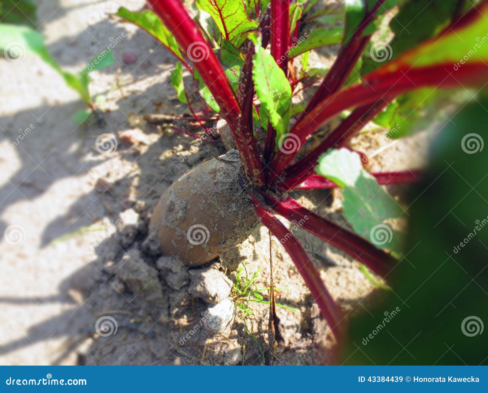 Beetroot on the GARDEN stock image. Image of vegetarian - 43384439