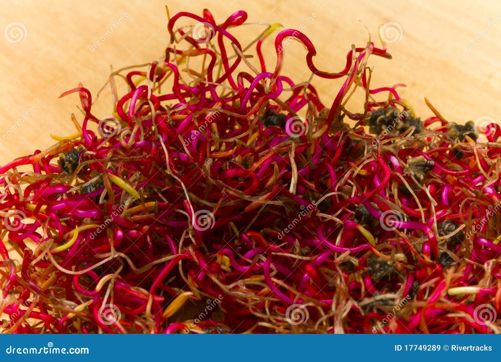 Beetroot Germinated Sprouts Stock Image - Image of vegetable, salads ...