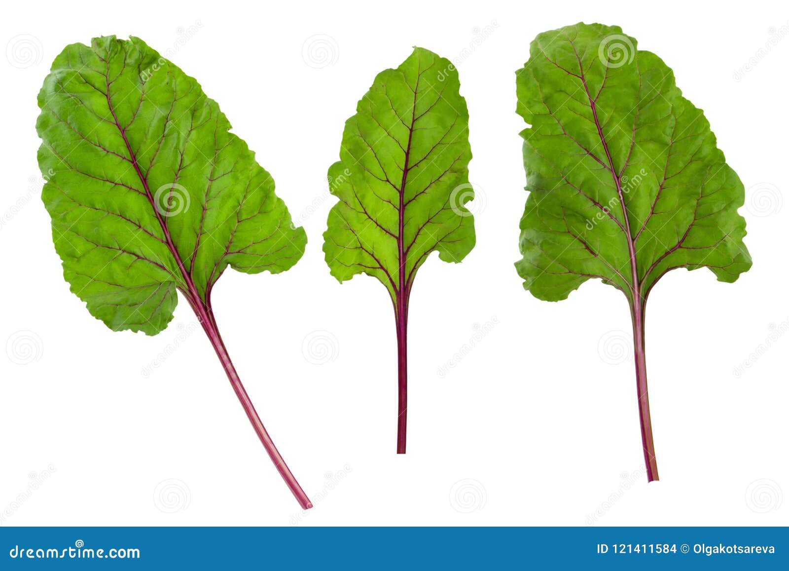 Beetroot Green Leaves, Fresh Beet Leaf Set Isolated on White Background ...
