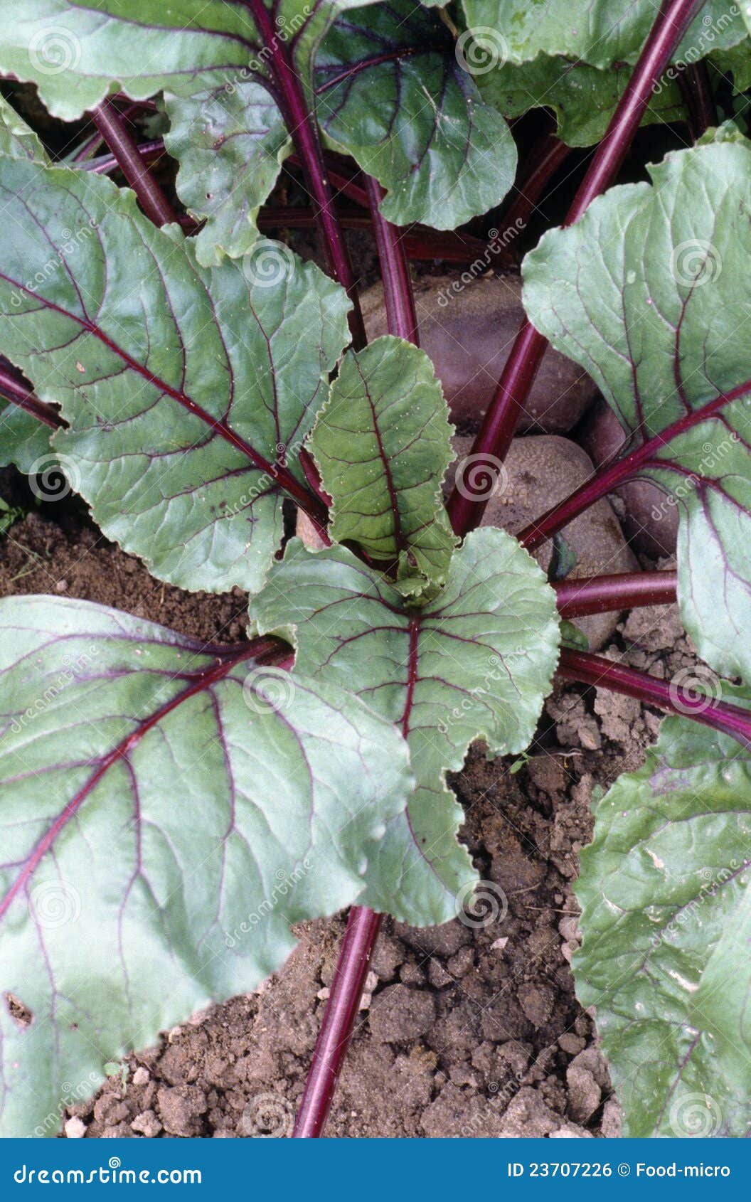Beetroot in the ground stock photo. Image of natural - 23707226
