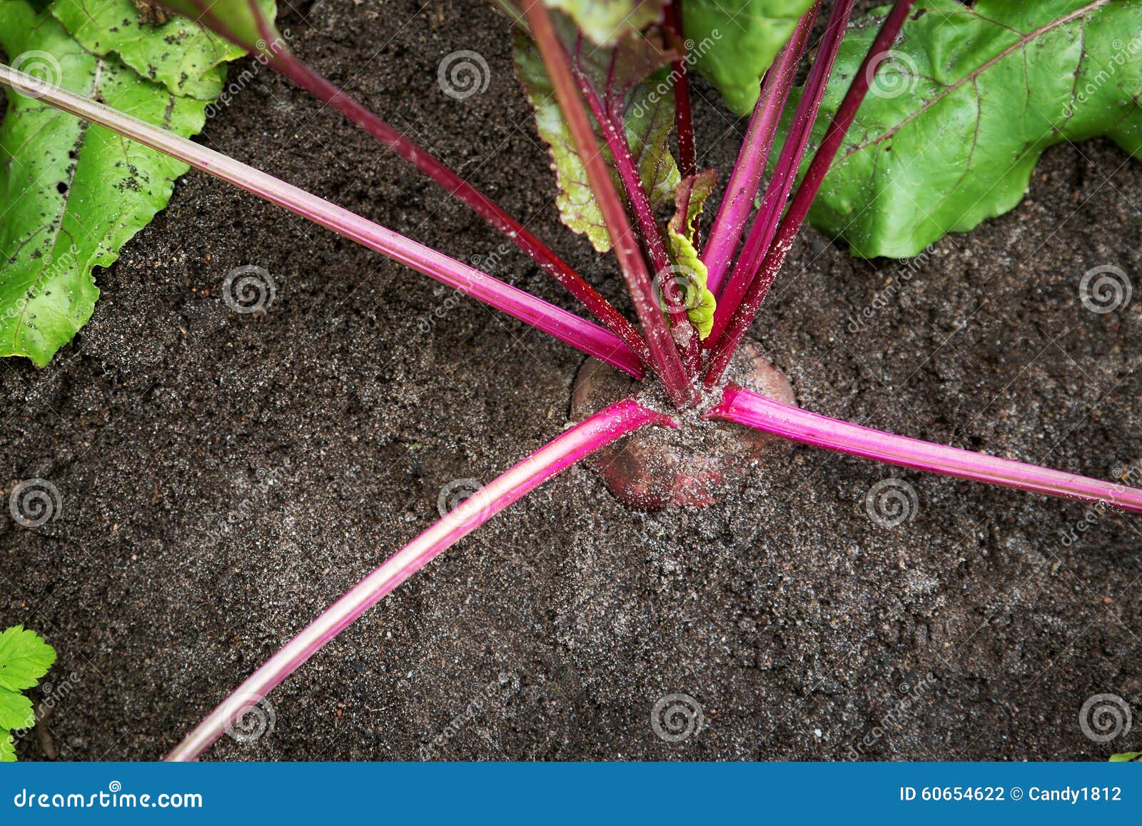 Beetroot in the ground stock photo. Image of closeup - 60654622