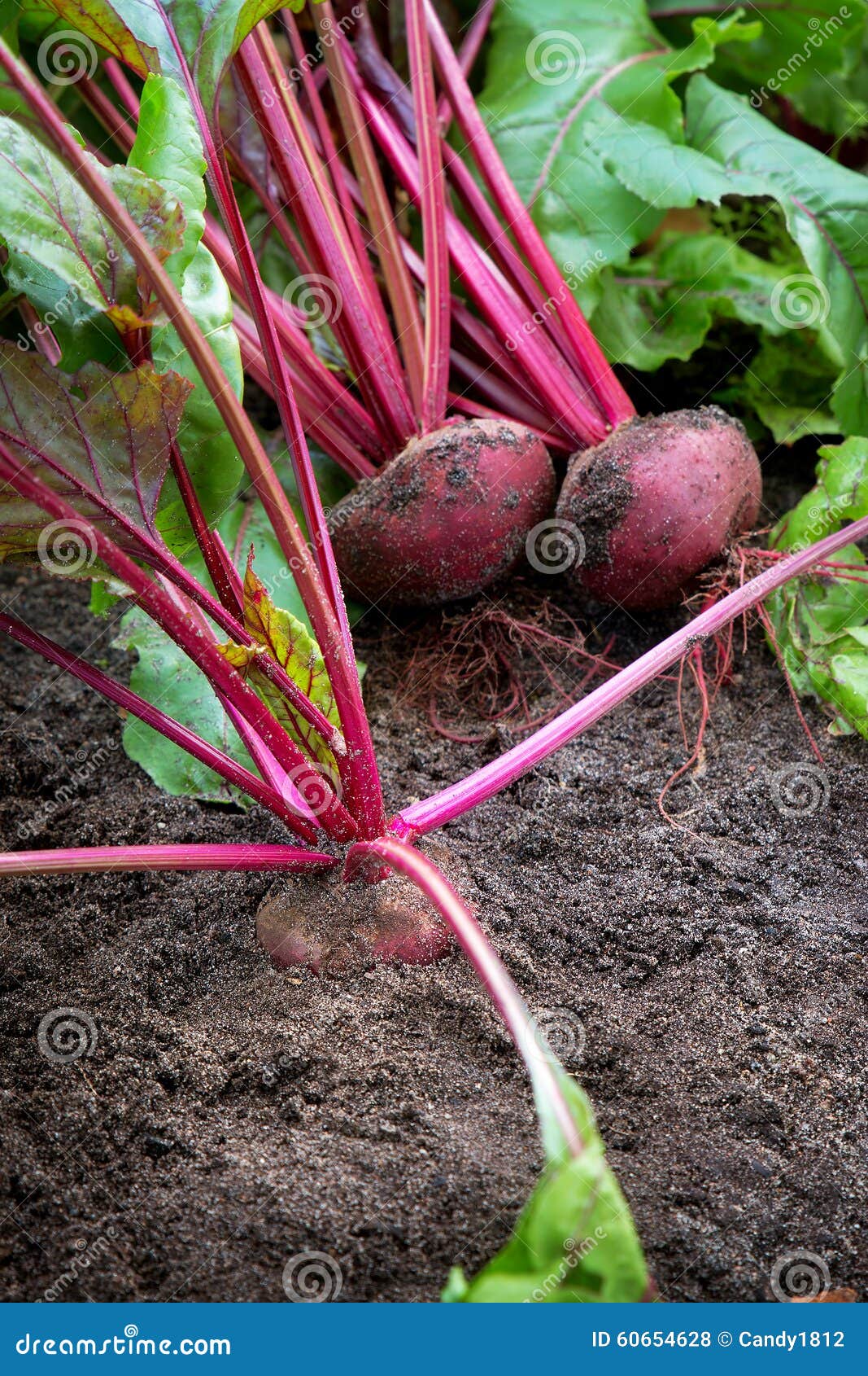 Beetroot in the ground stock photo. Image of dark, batanical - 60654628