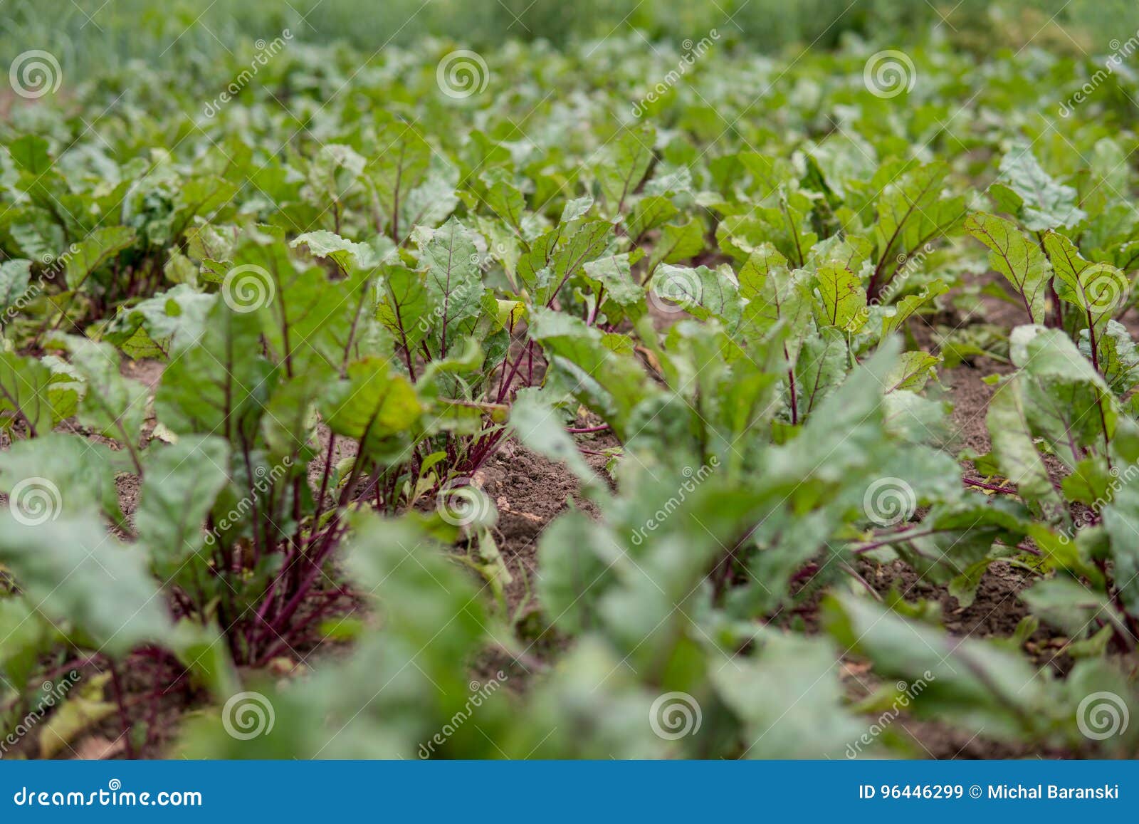 Beetroot Growing on the Field Stock Image - Image of nature, grow: 96446299