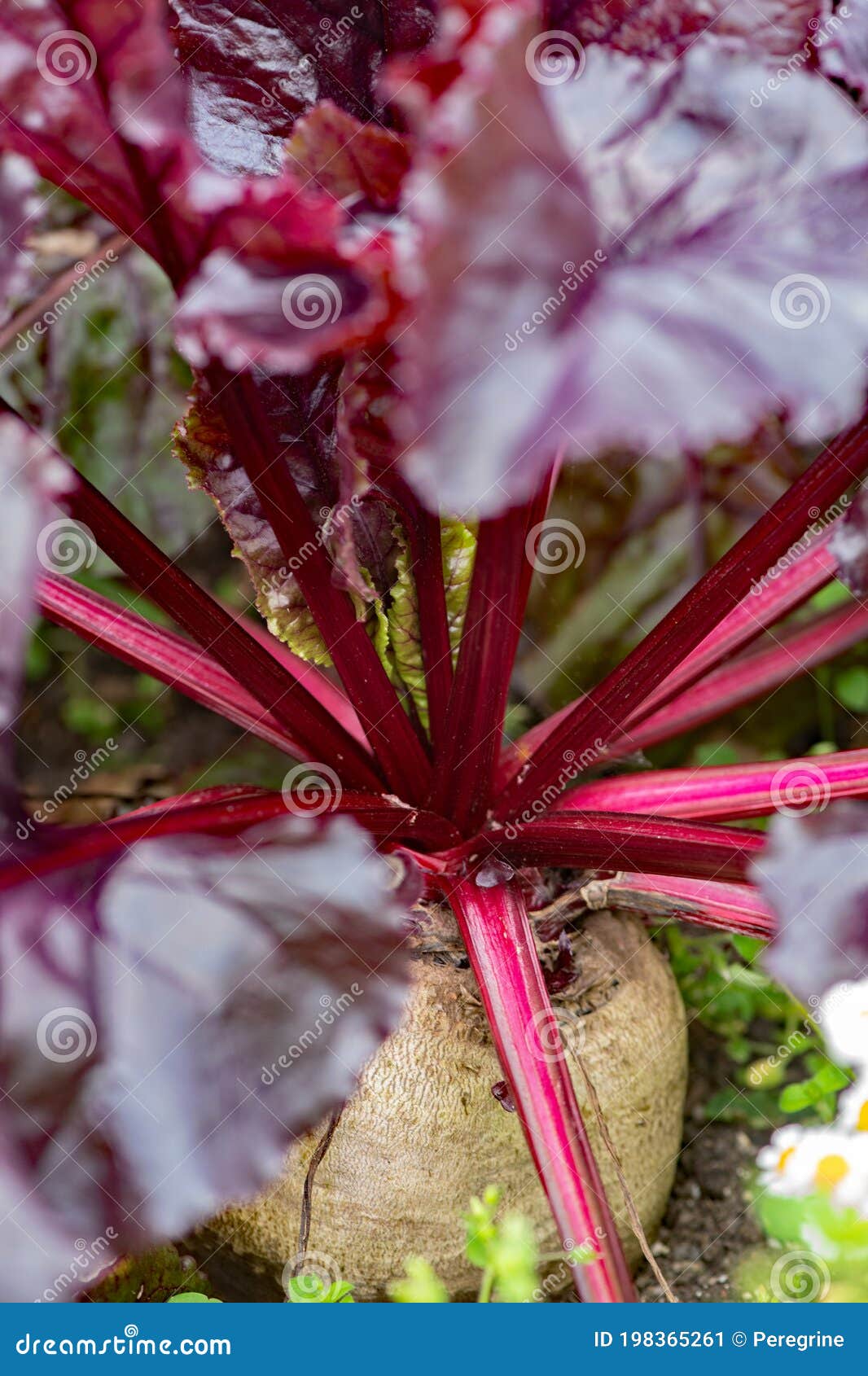 Beetroot Growing in the Garden Stock Image - Image of ground, homegrown ...