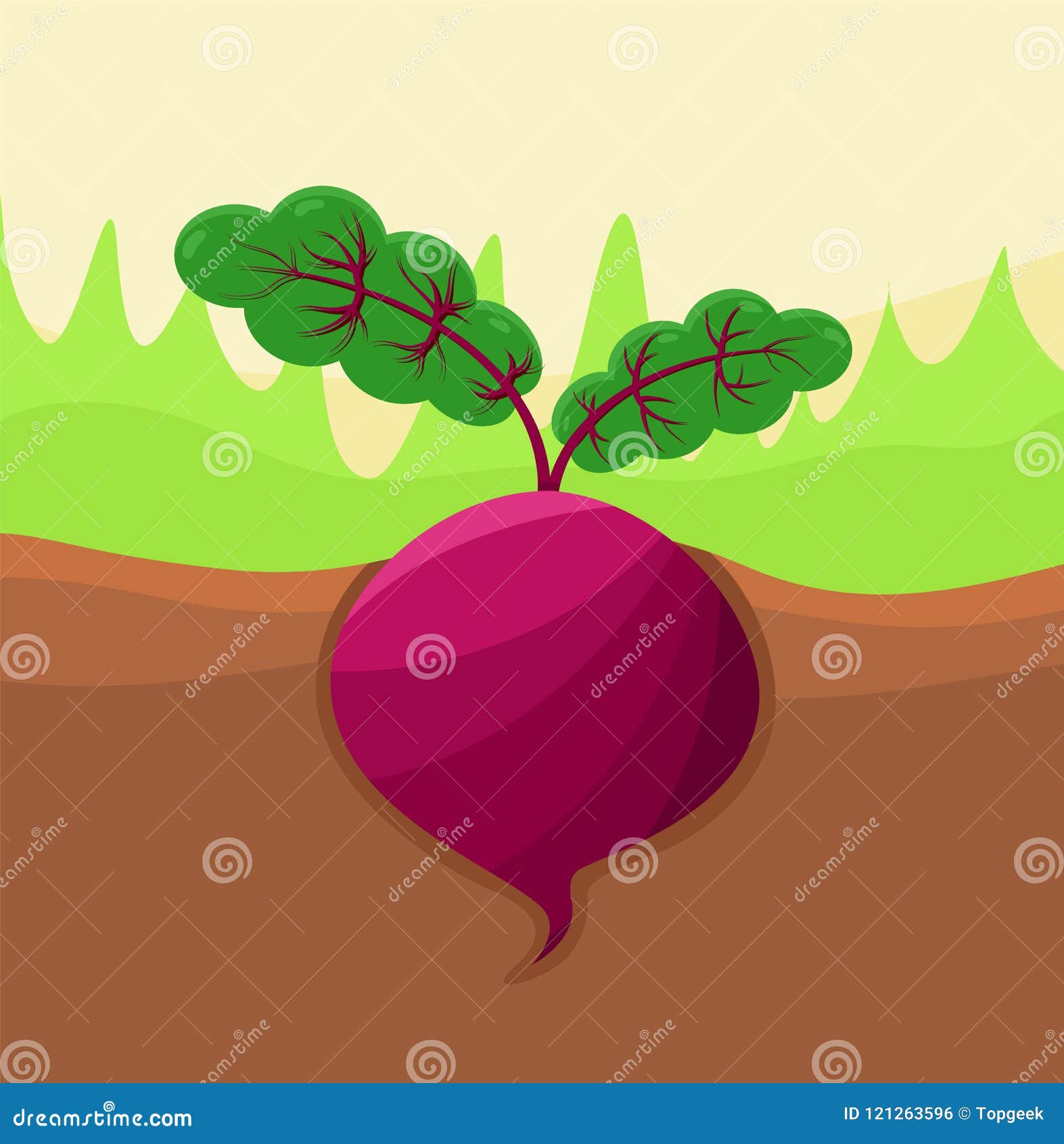 Beetroot Growing in Ground Vector Illustration Stock Vector ...