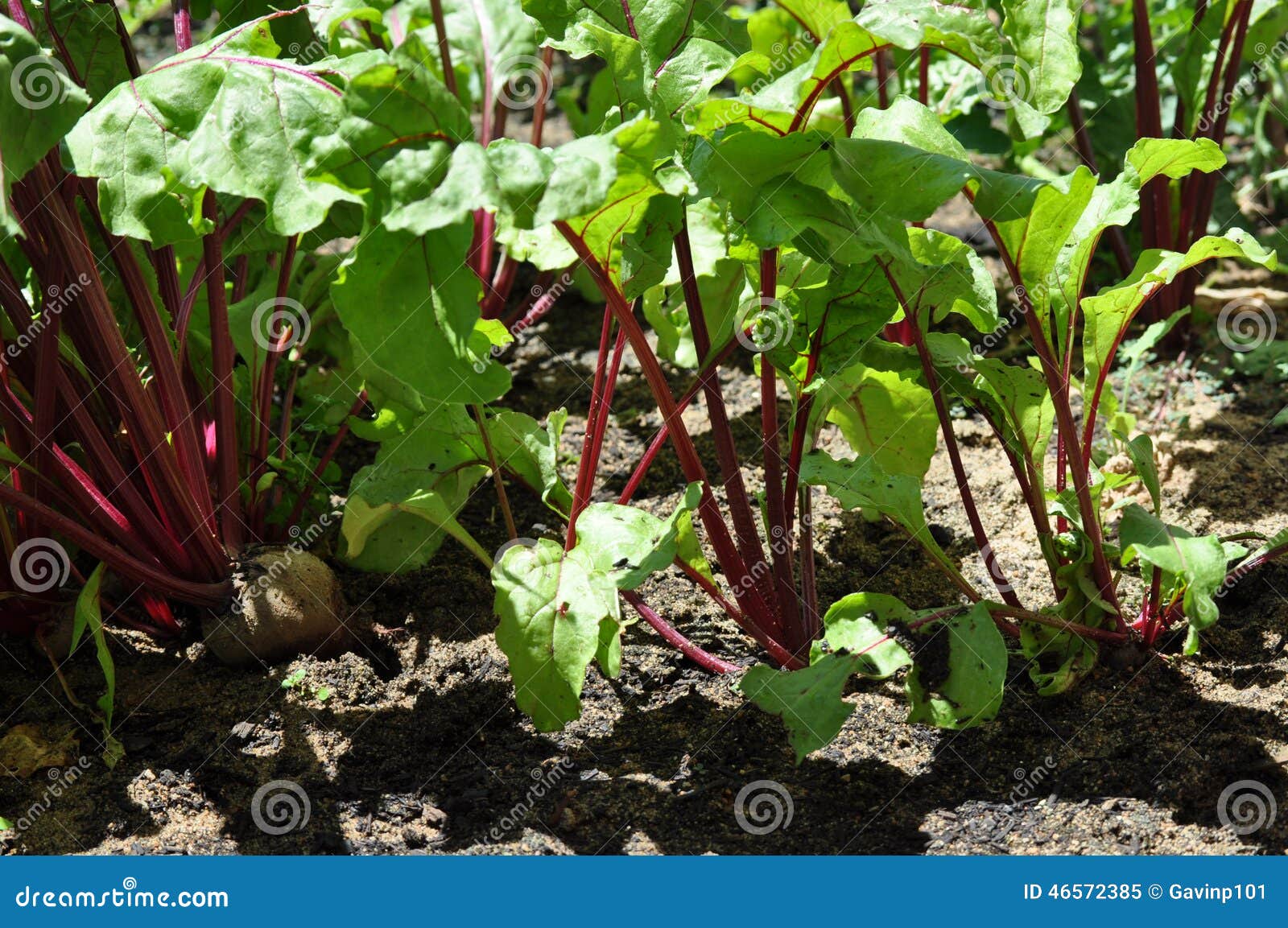 Beetroot Growing in Ground in a Vegetable Garden Stock Image - Image of ...