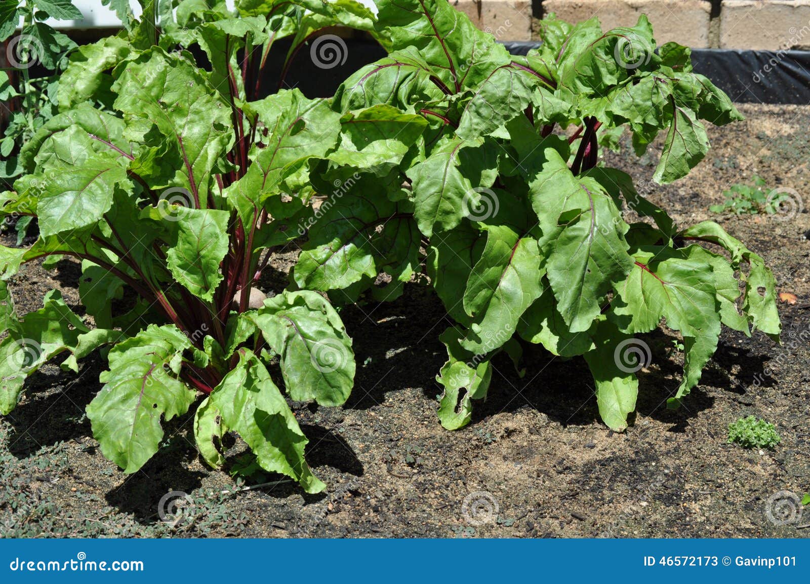 Beetroot Growing in a Home Vegetable Garden Stock Image - Image of home ...