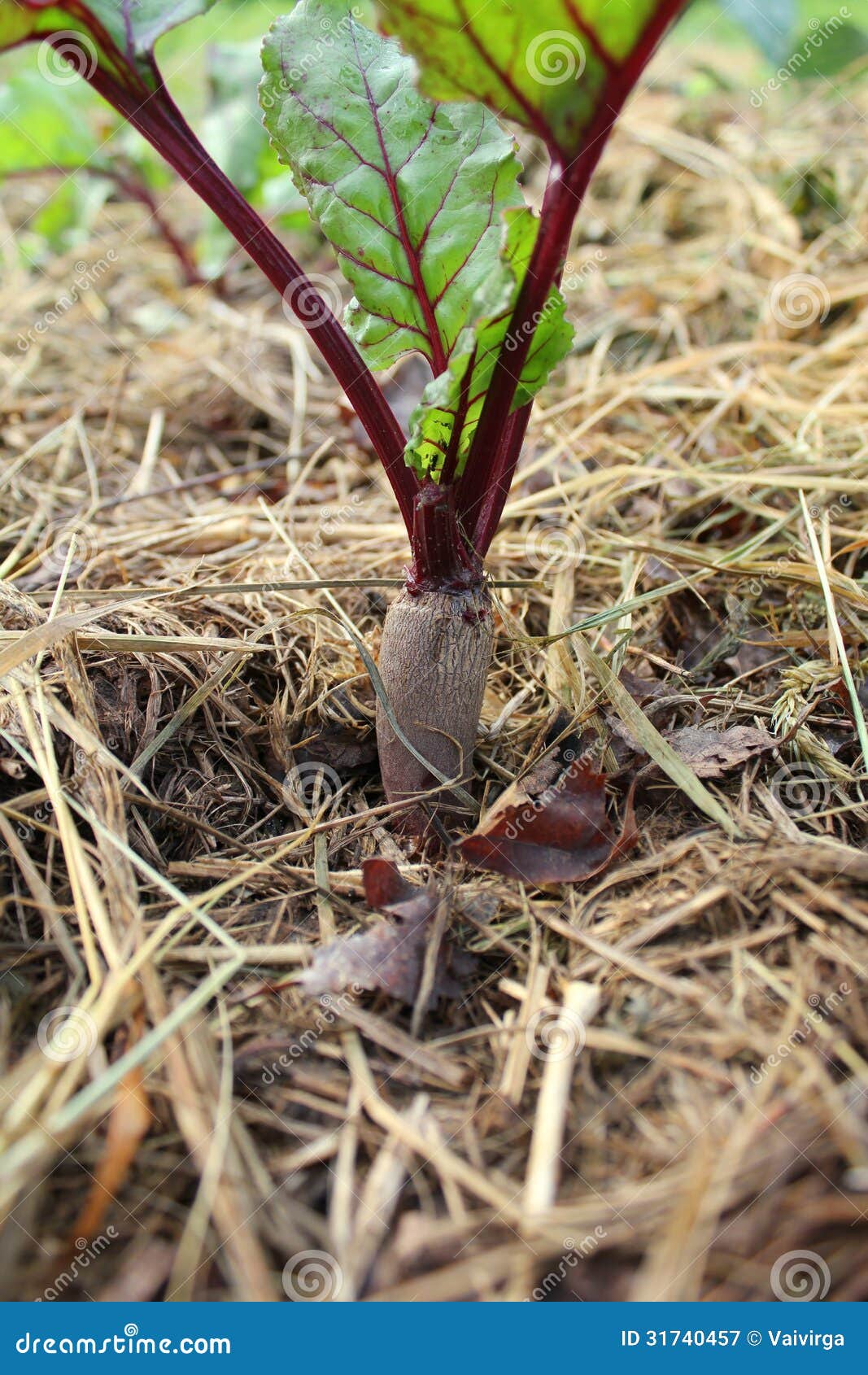 Beetroot Growing in Natural Farming Garden Stock Image - Image of diet ...
