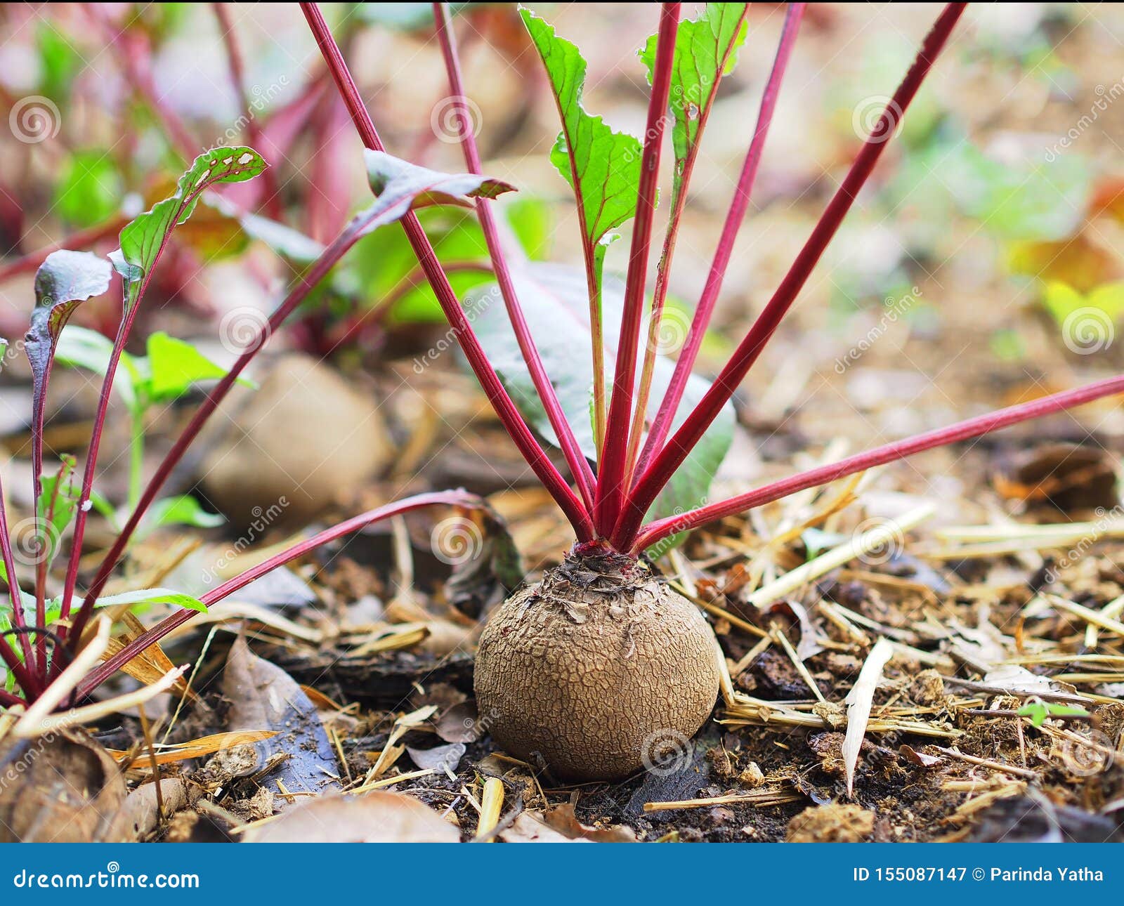 Beetroot Growing in an Organics Farm. Stock Image - Image of delicious ...