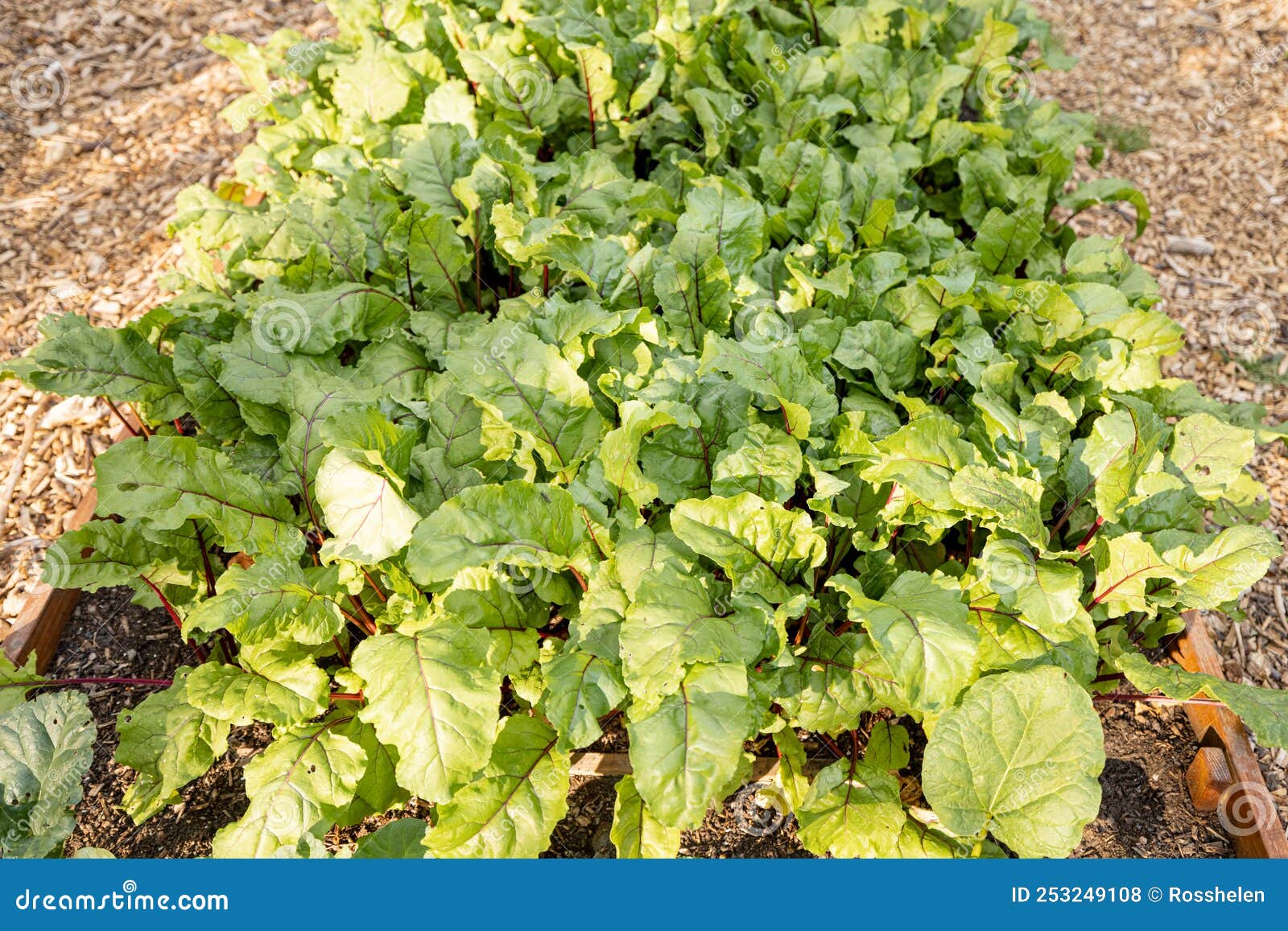 Beetroot Growing in Vegetable Bed at Home Garden, Stock Photo - Image ...