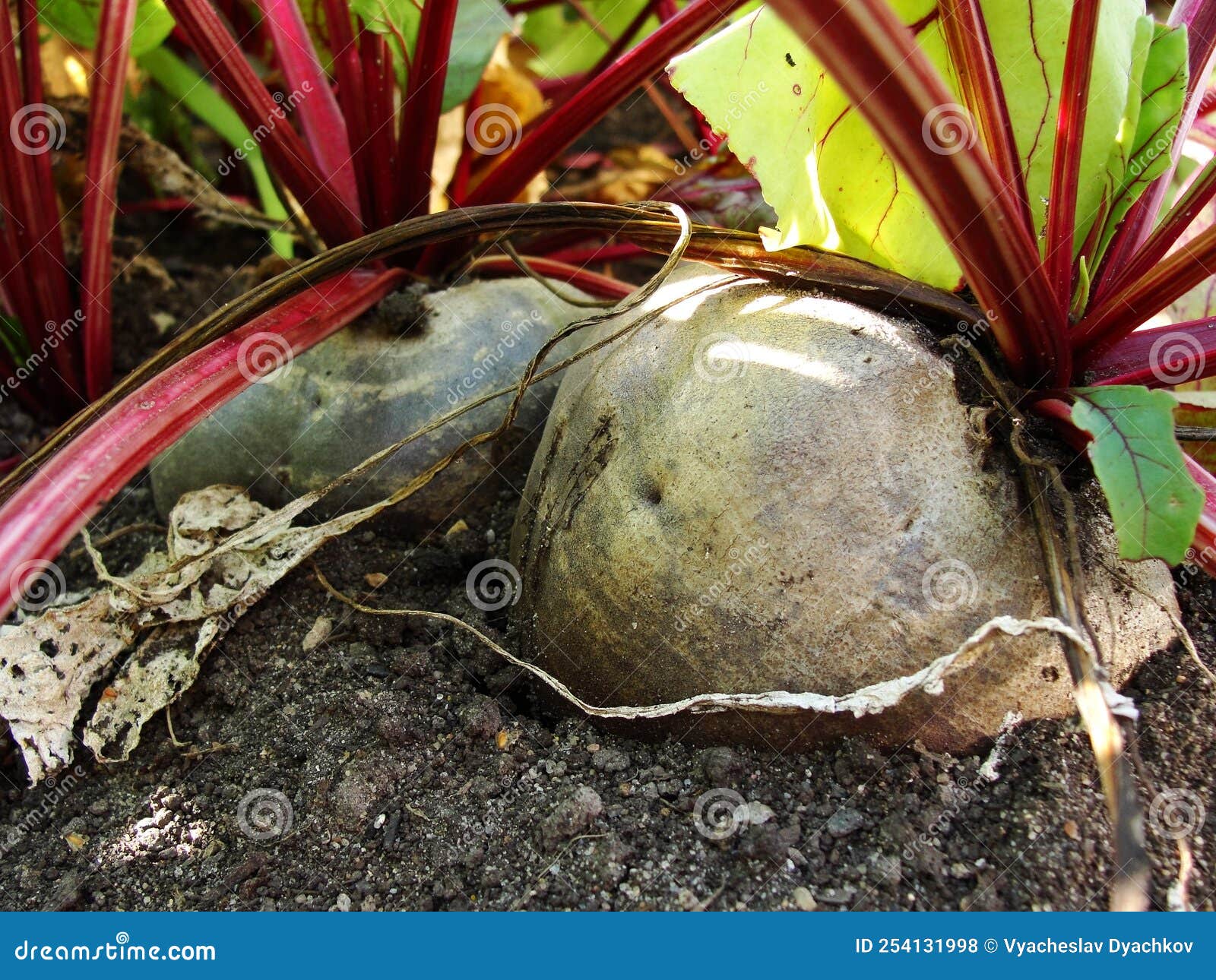 Growing Beetroot on the Vegetable Bed. Beetroot Grows in the Soil in ...