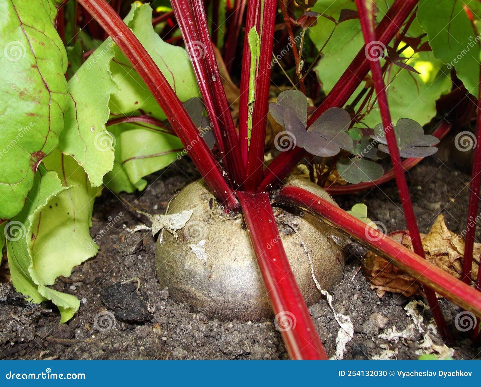 Growing Beetroot on the Vegetable Bed. Beetroot Grows in the Soil in ...